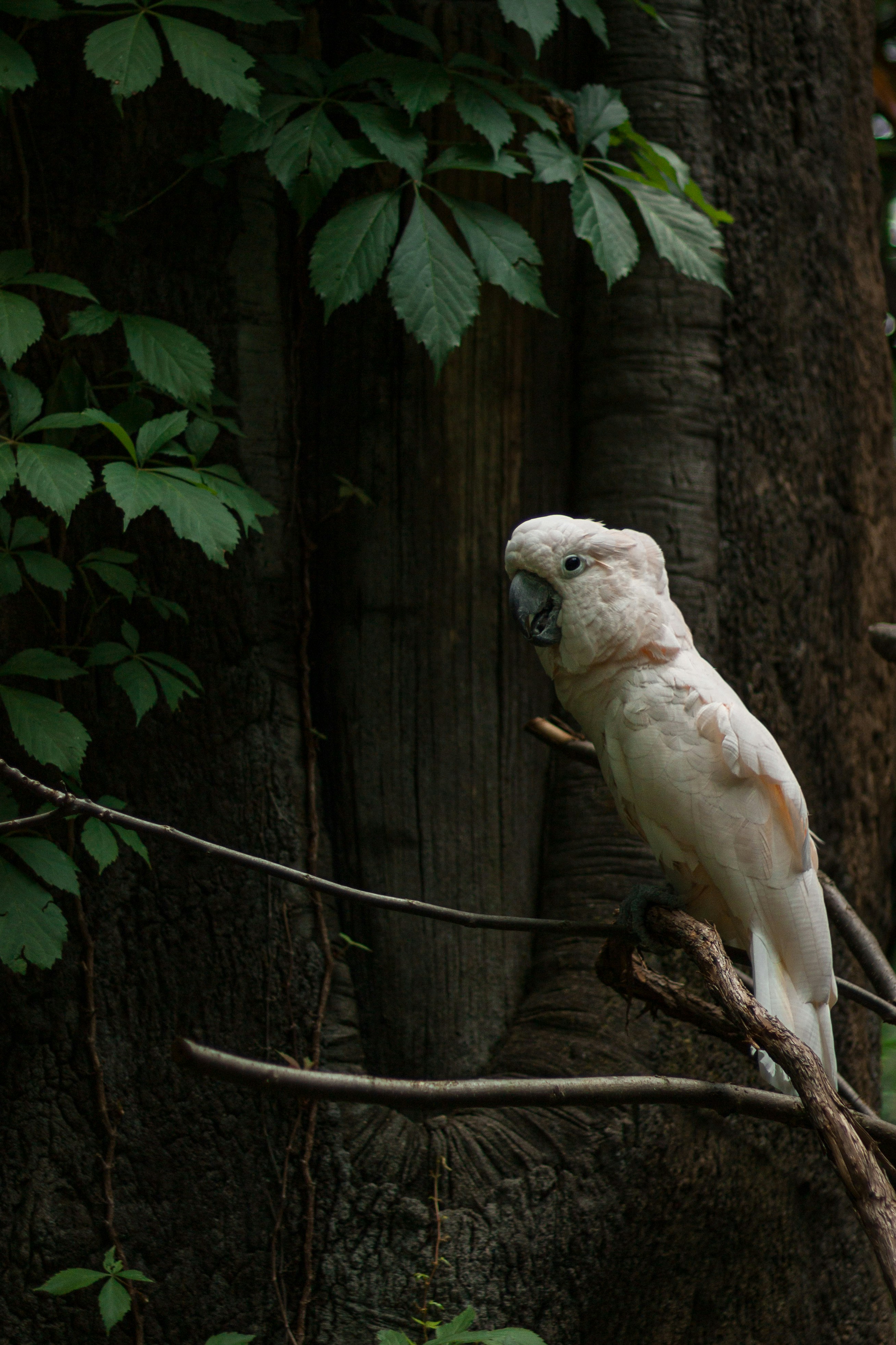 Ivory Watcher on Weathered Bark: A White Cockatoo in Green Shadow