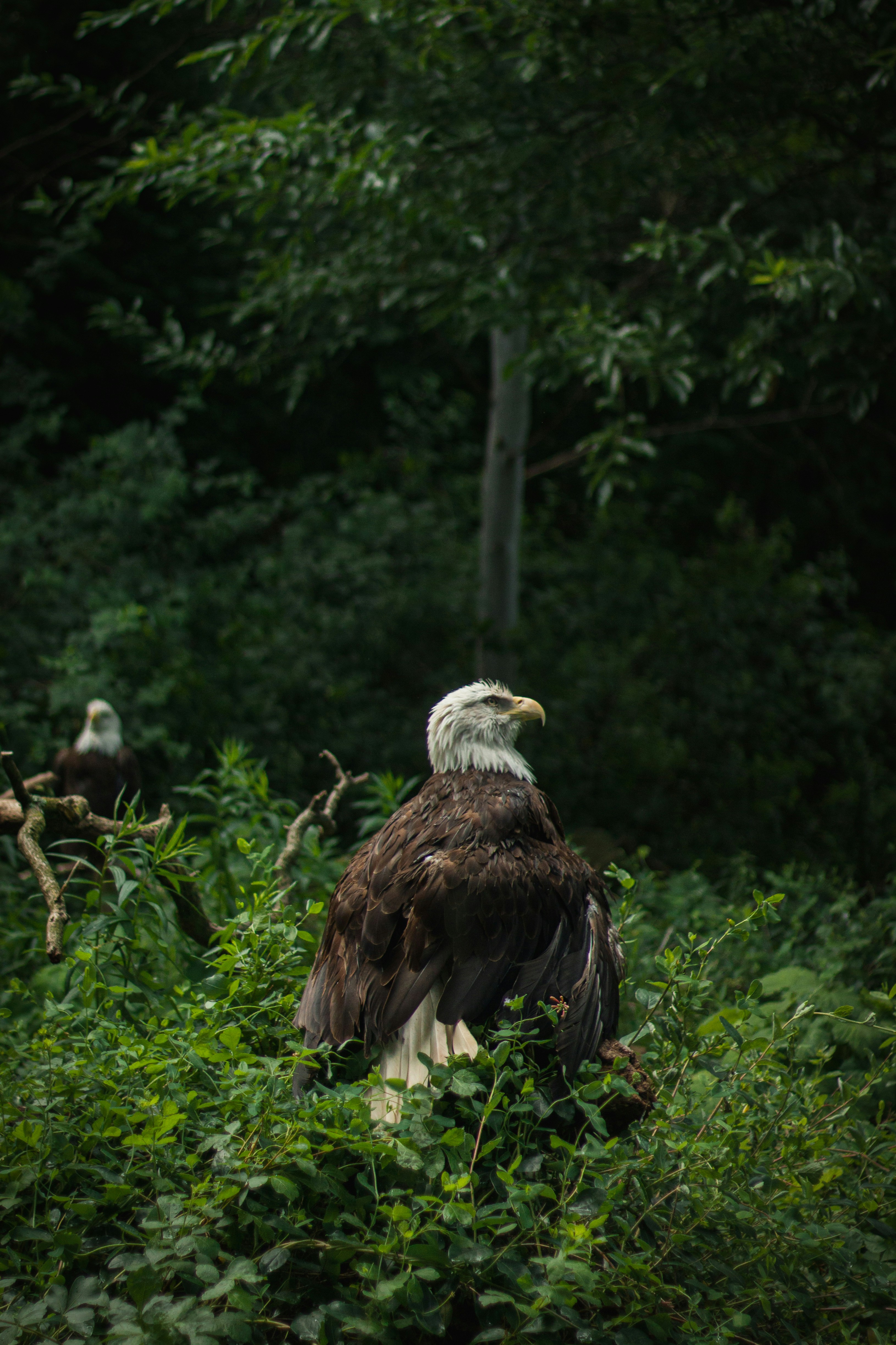 Verdant Watch: A Bald Eagle Perched in a Quiet Shrubland