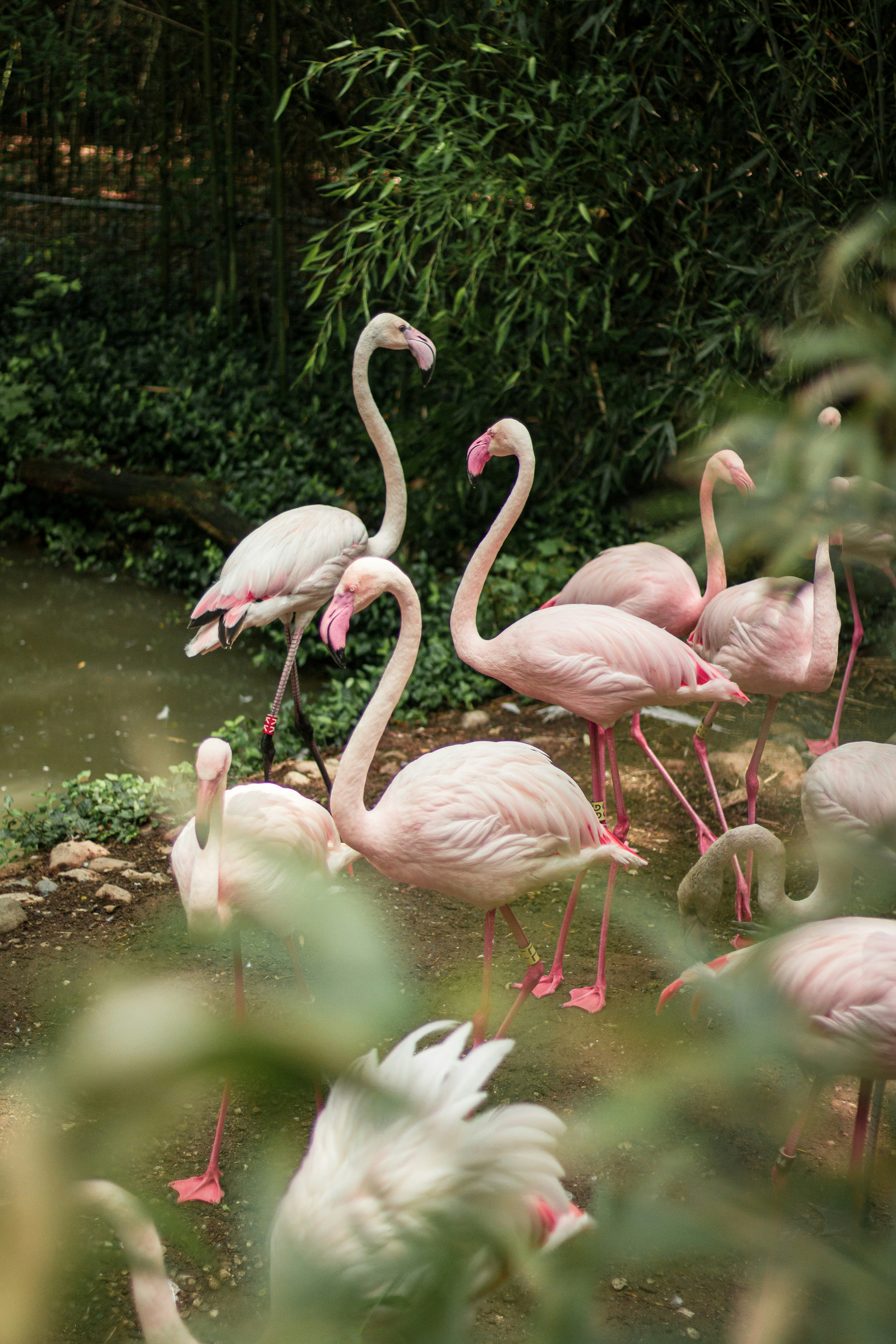 A group of flamingos standing around in a pond photo – Free Cincinnati ...