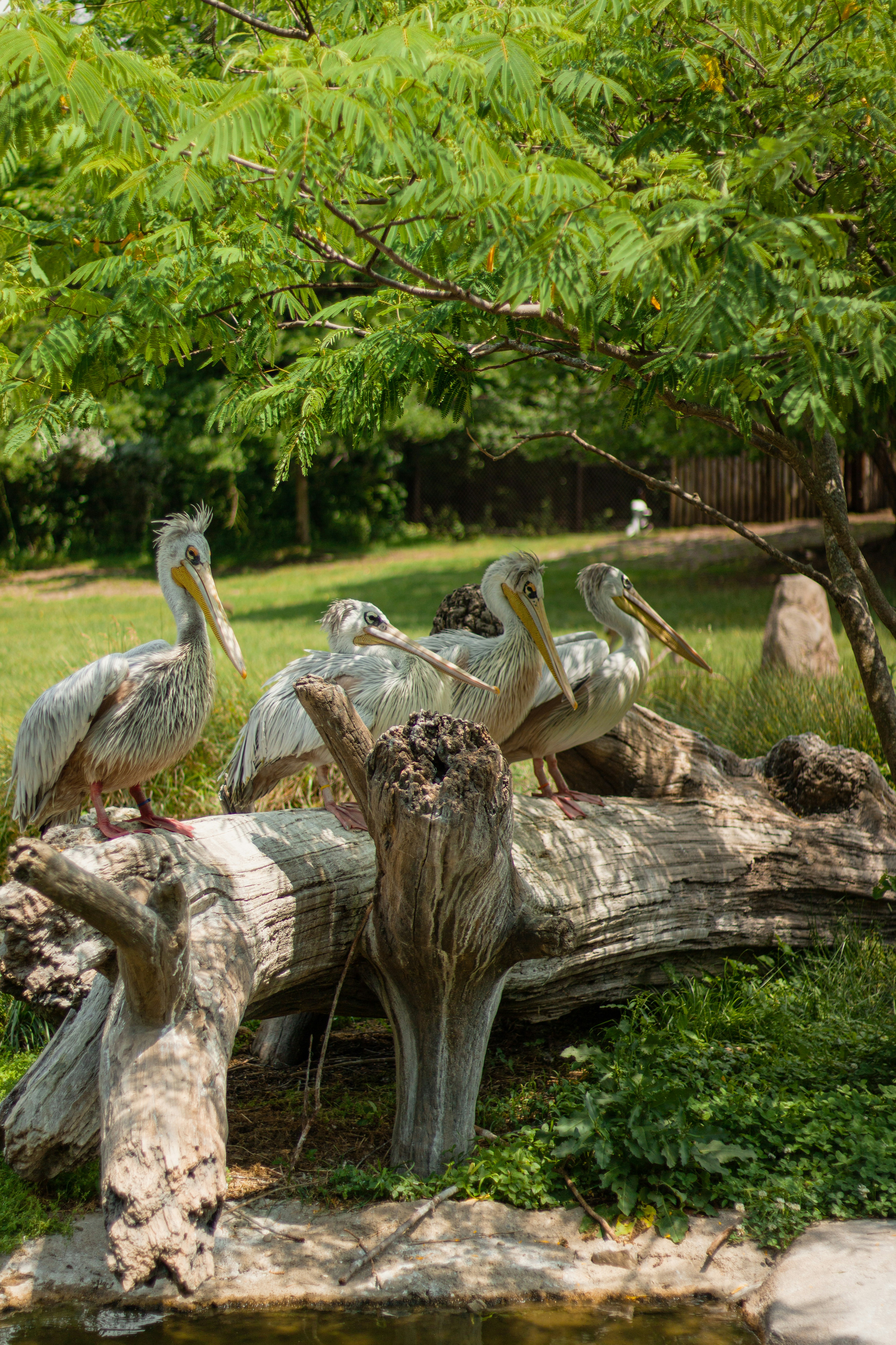 Pelicans Perched on a Weathered Log Beneath Dappled Park Light