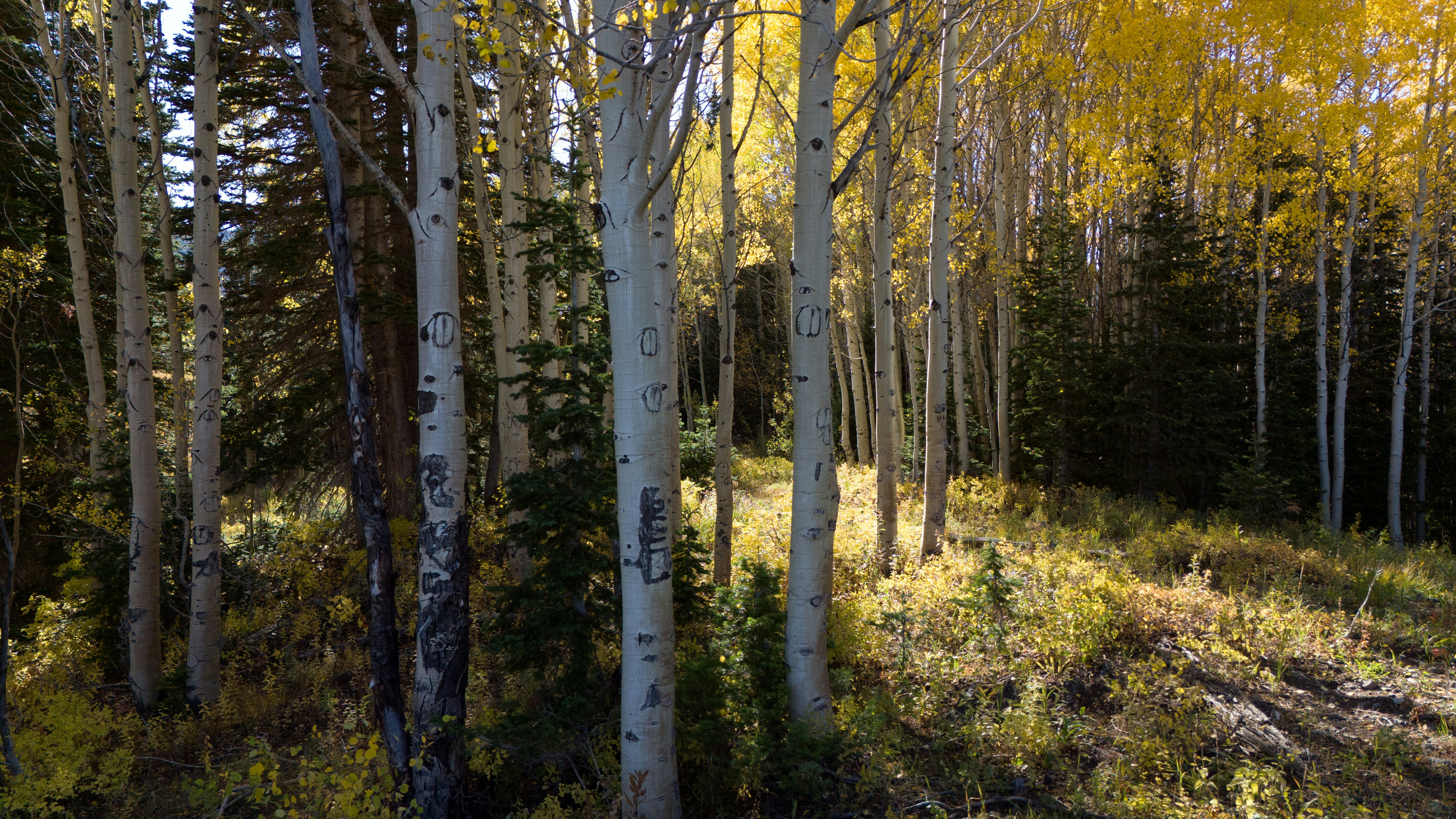 A forest filled with lots of tall trees photo – Free Background Image ...