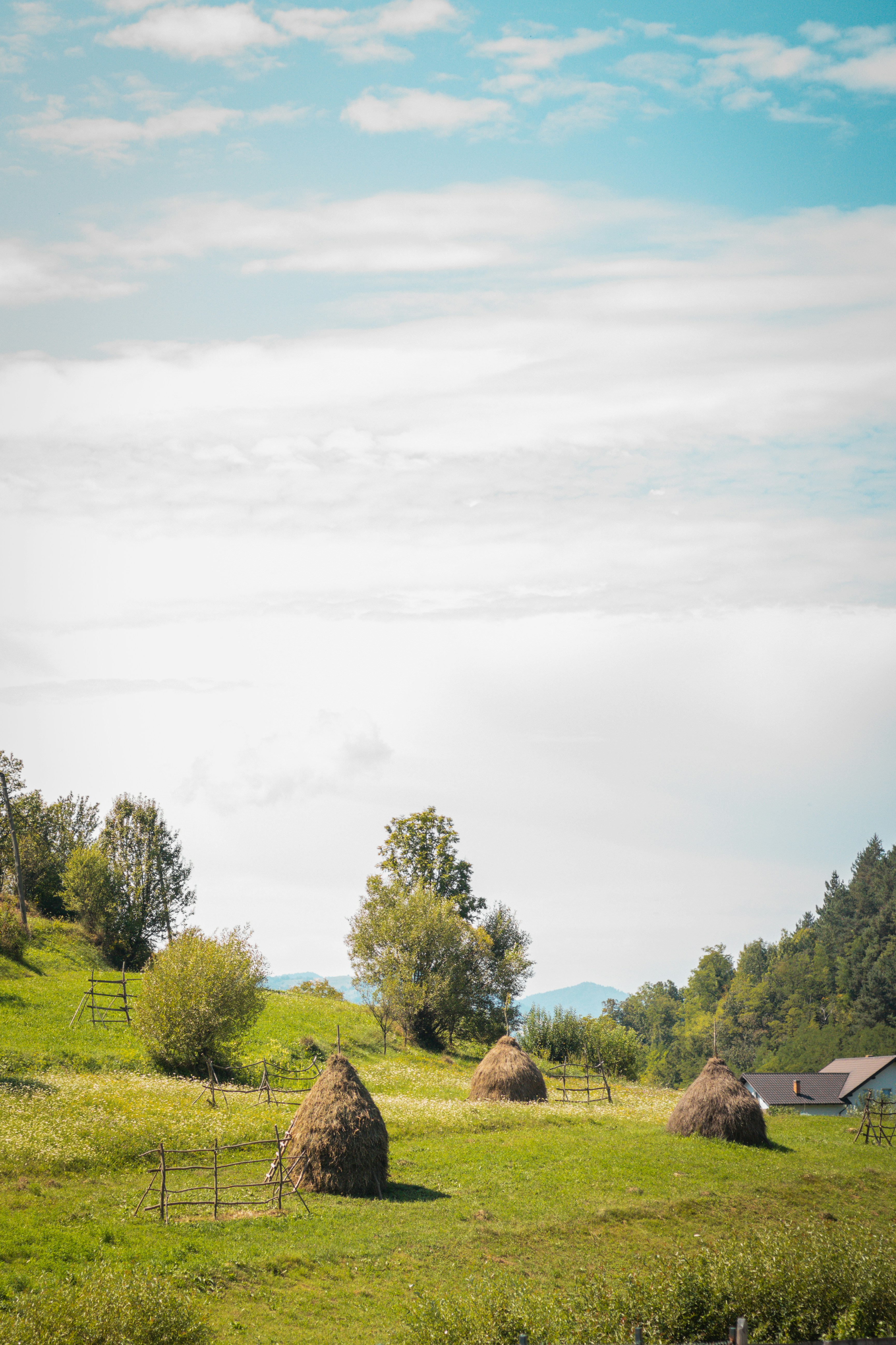 Sunlit Haystacks on a Gentle Hillside