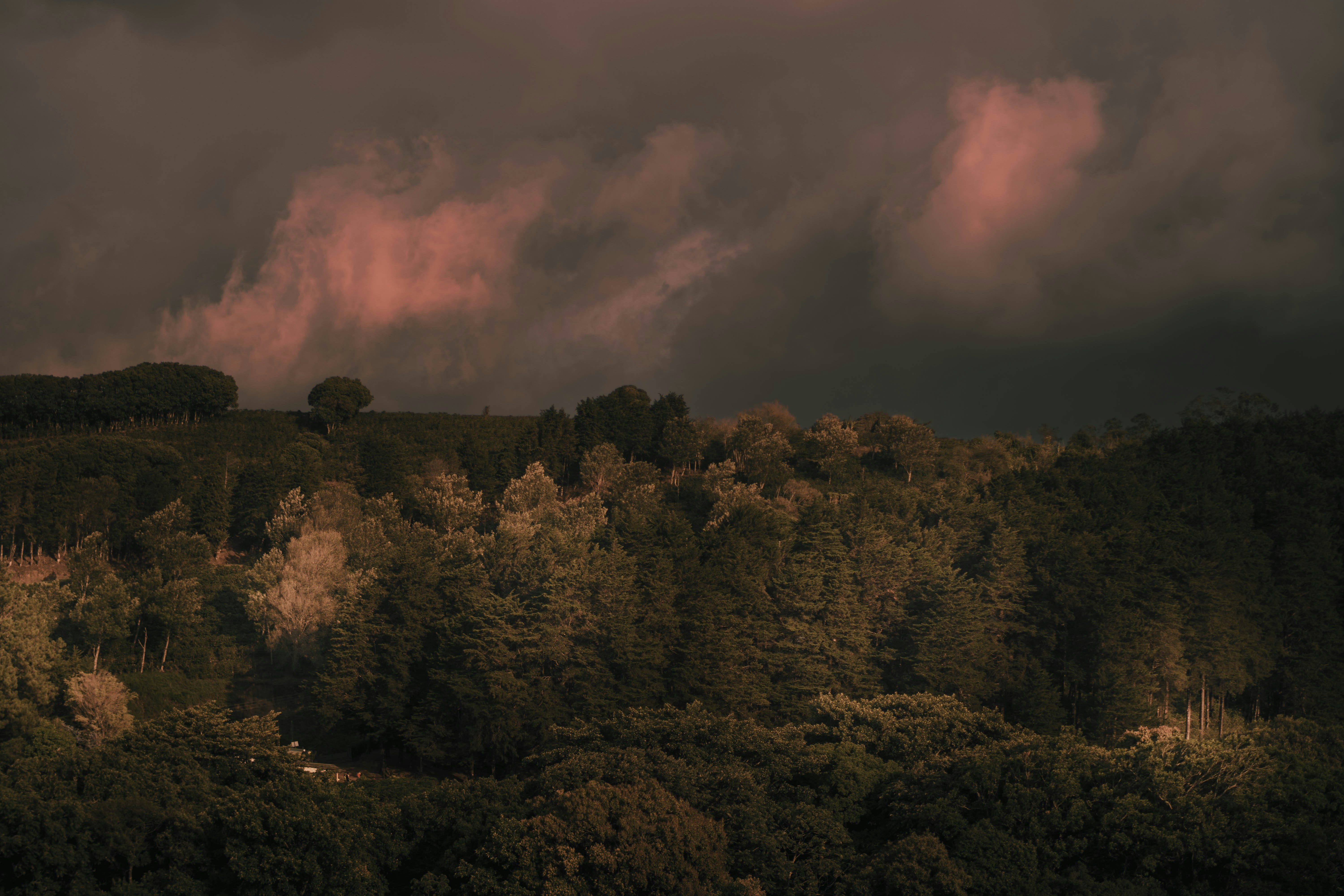 Forested landscape under a dramatic sky with pink-tinged clouds.