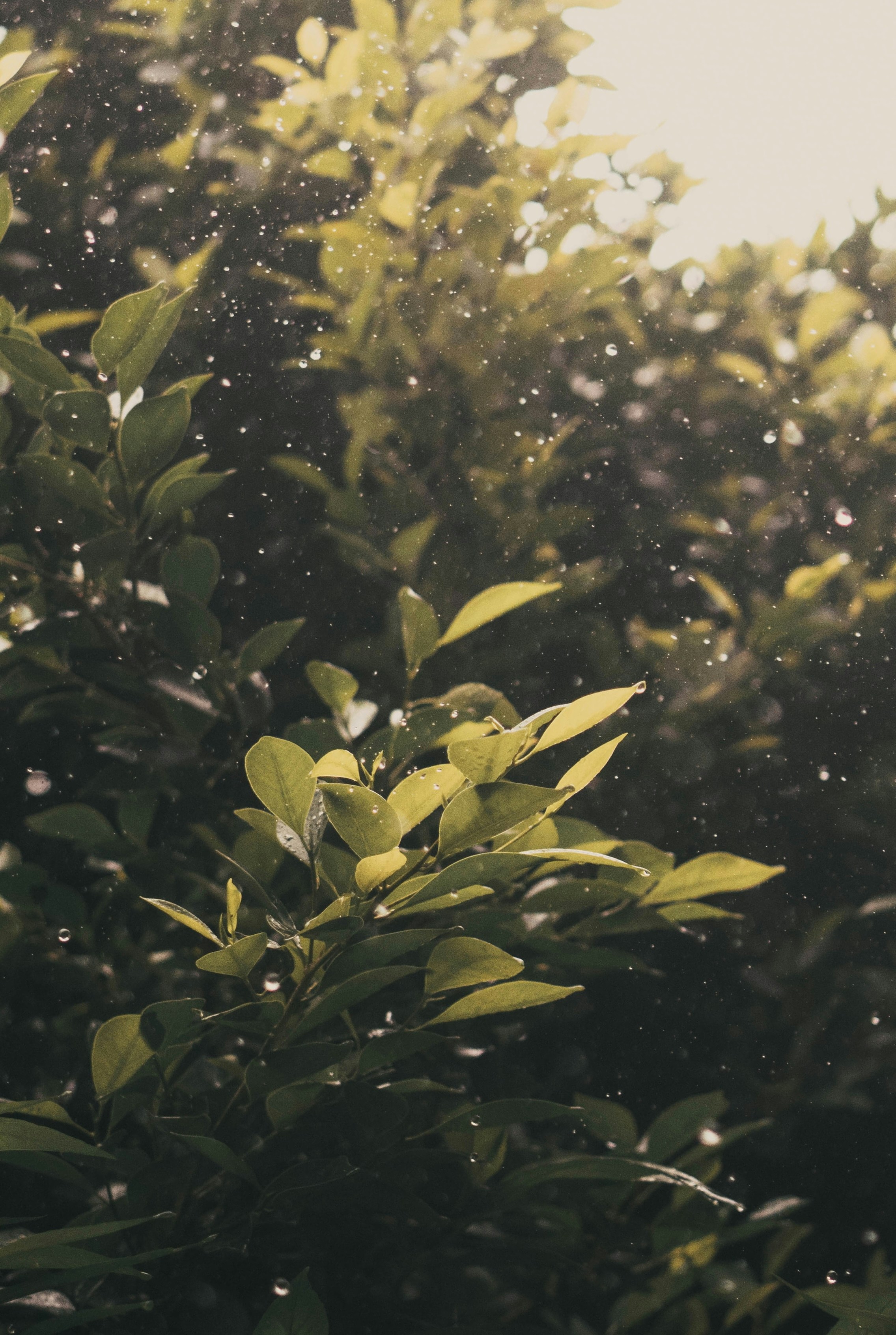 Backlit Foliage in a Golden Haze with Floating Dust