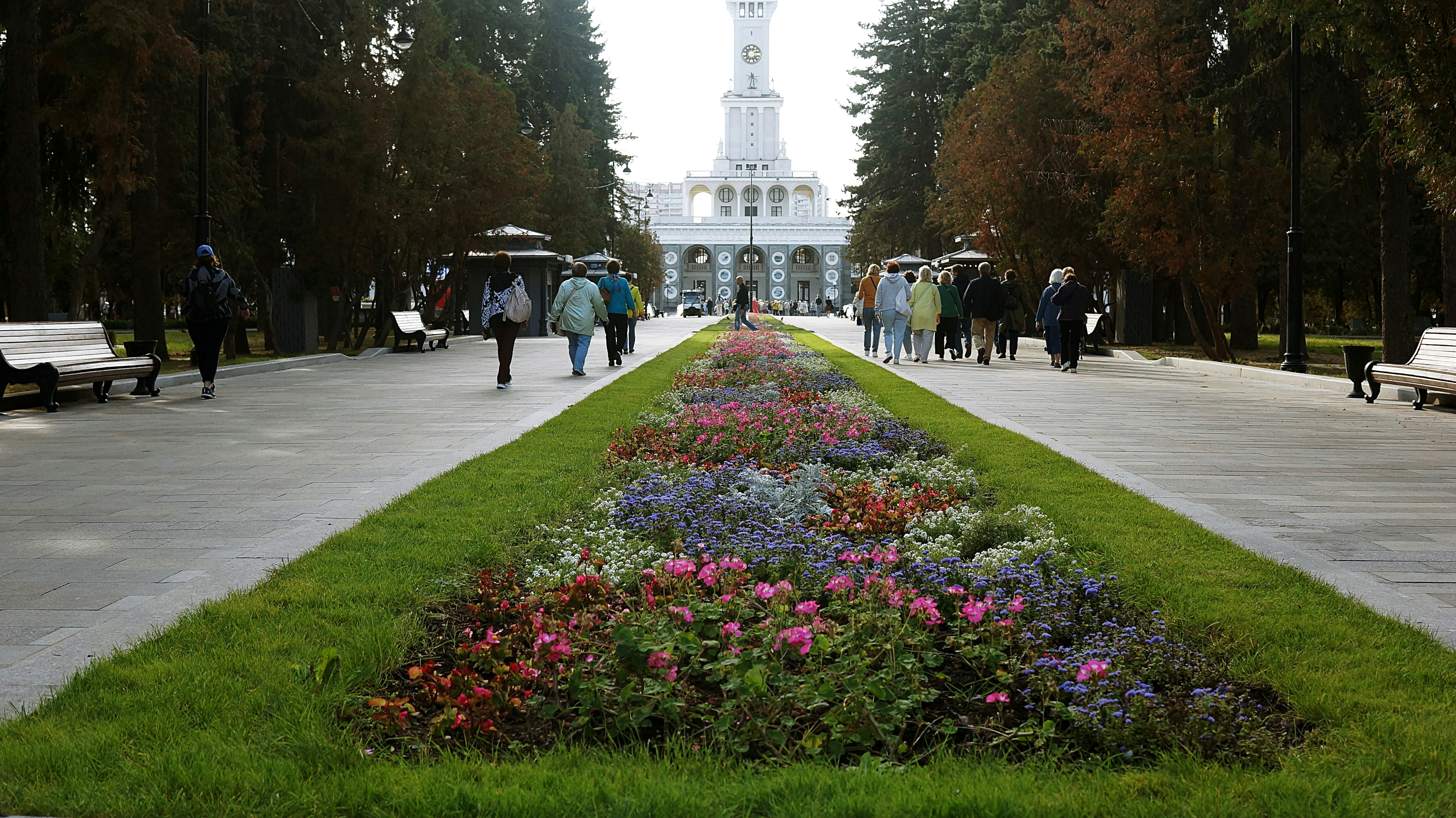 Petaled Avenue Toward a White Clocktower