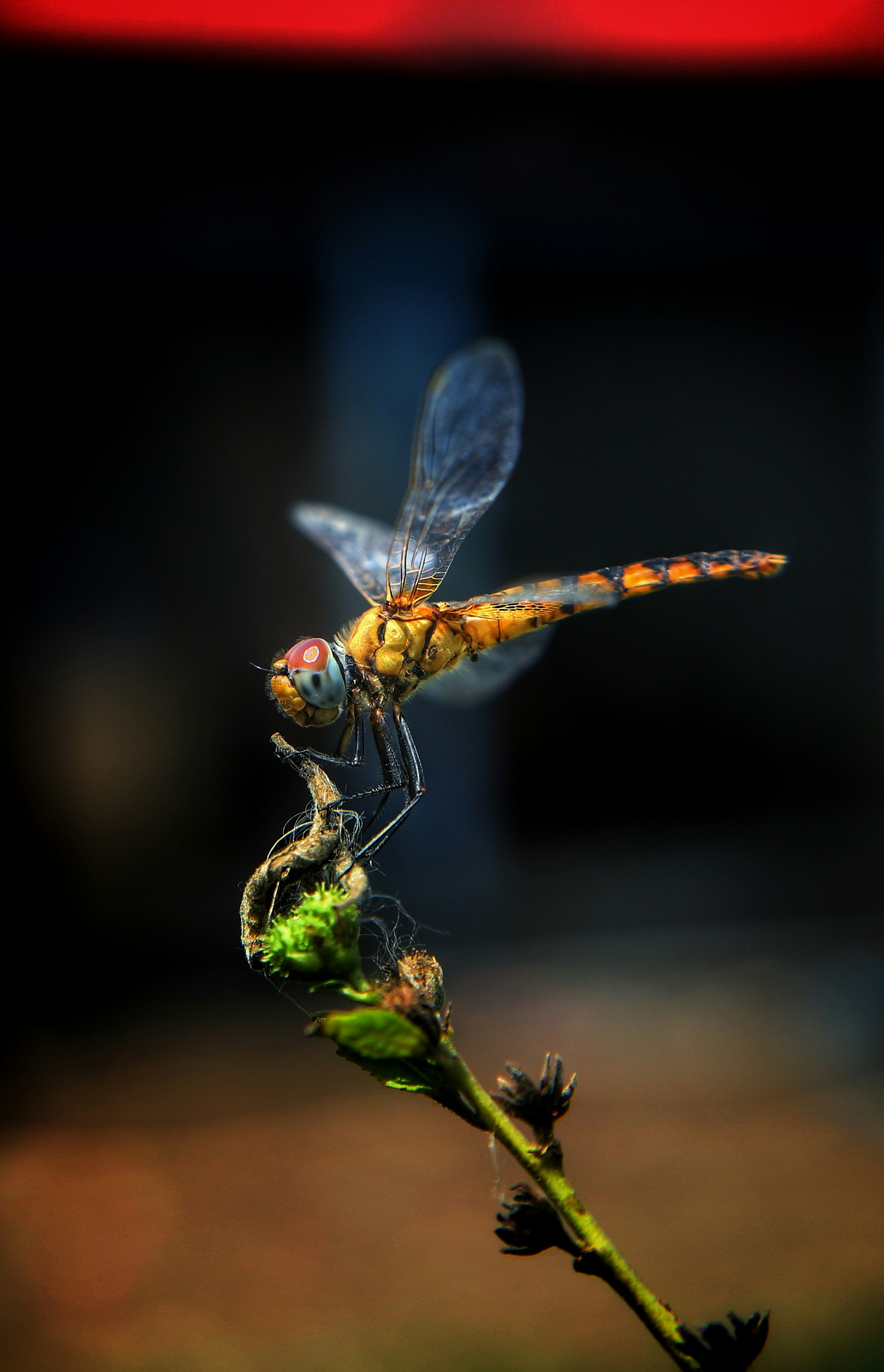 Amber Dragonfly on a Twig: A Macro Portrait Against Velvet Blur