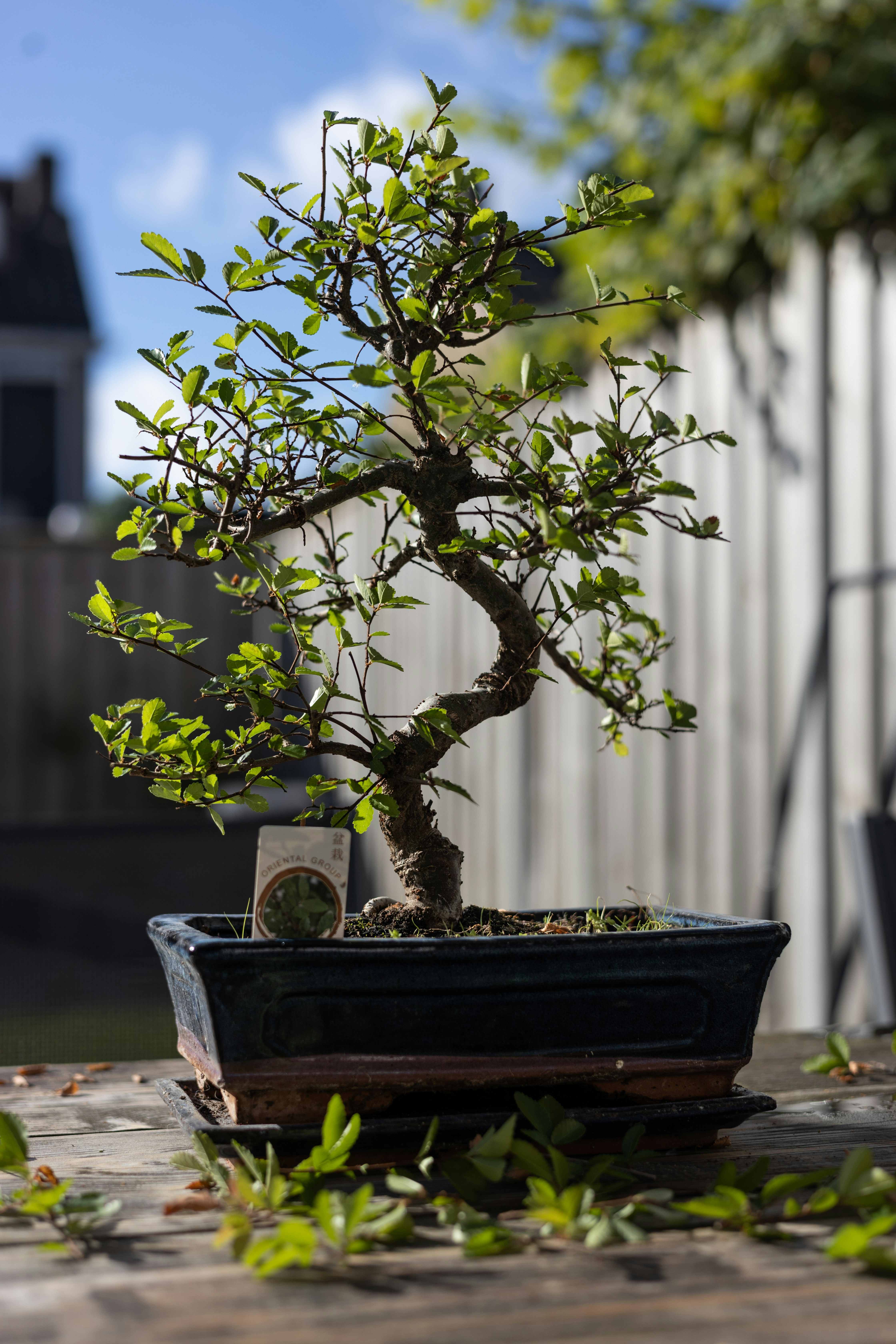 A meticulously shaped bonsai tree sits in a traditional pot, surrounded by fallen leaves on a wooden table, highlighting the art of bonsai cultivation.