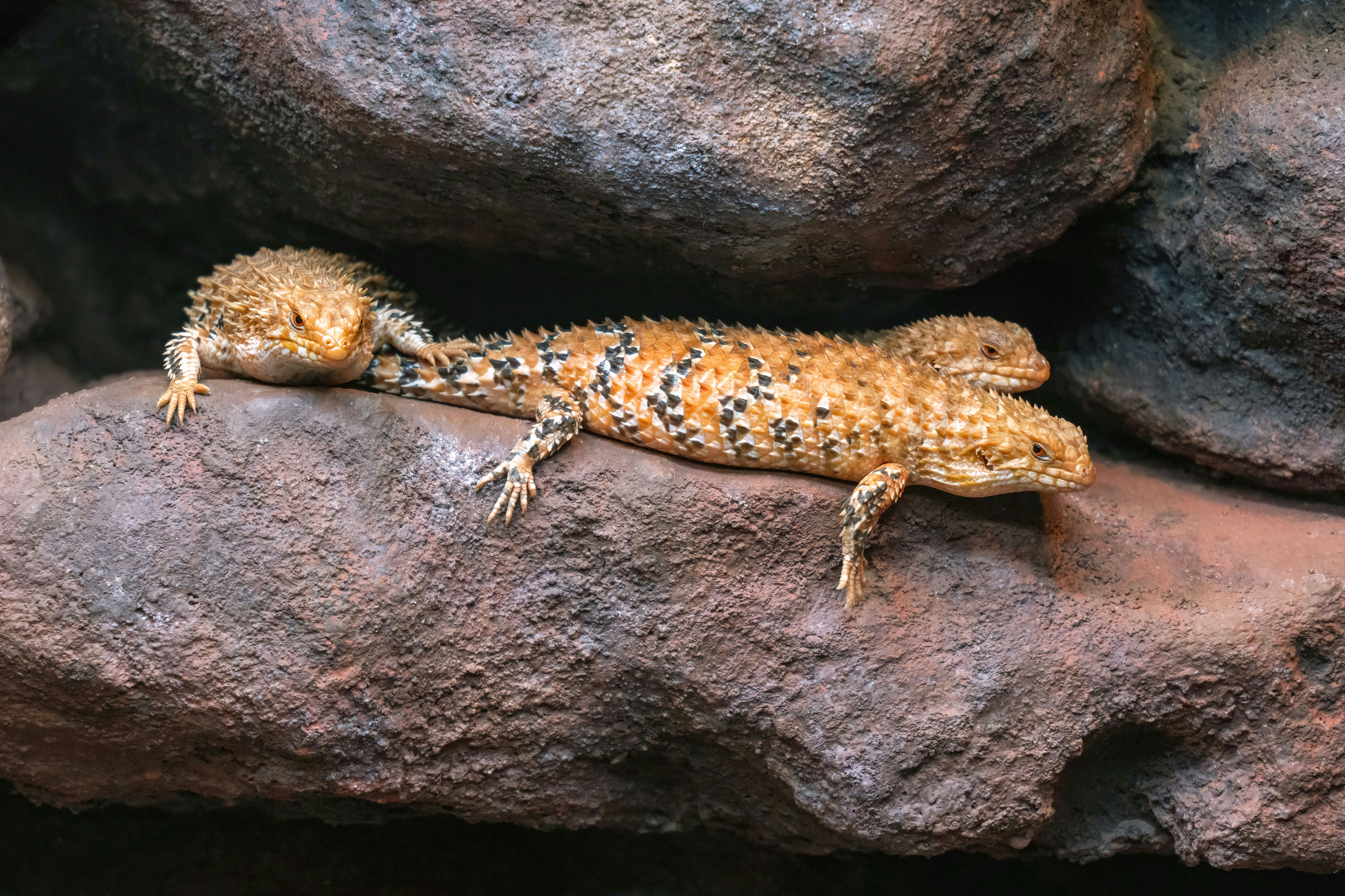 A lizard that is laying on a rock photo – Free Australia Image on Unsplash
