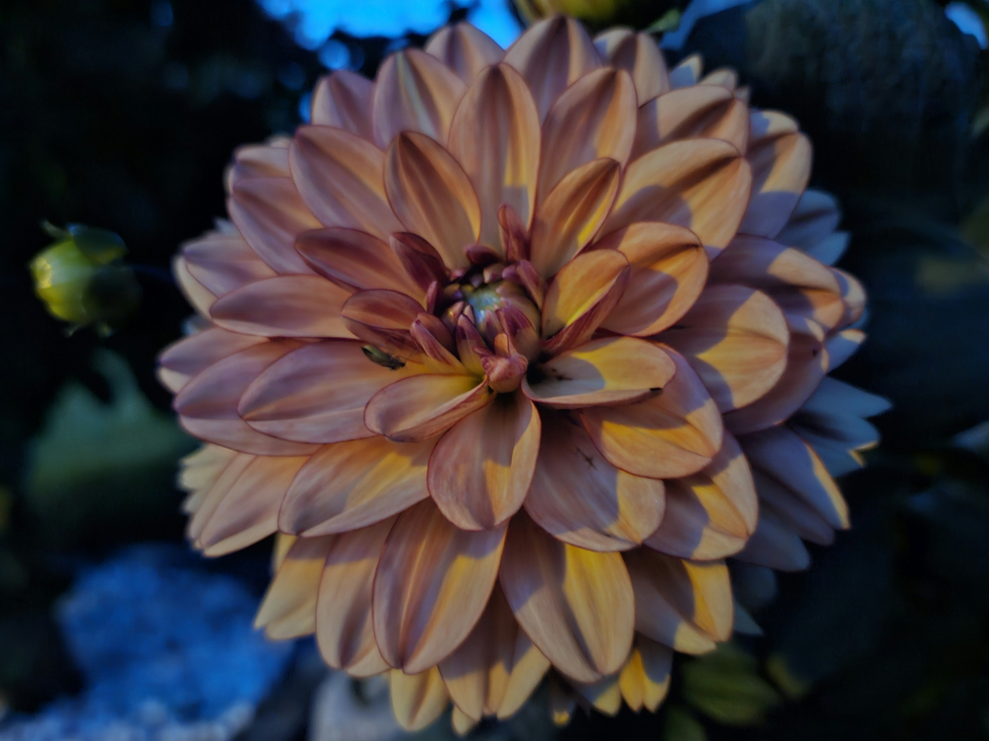 Soft Sunset Bloom: A Dahlia in Quiet Focus