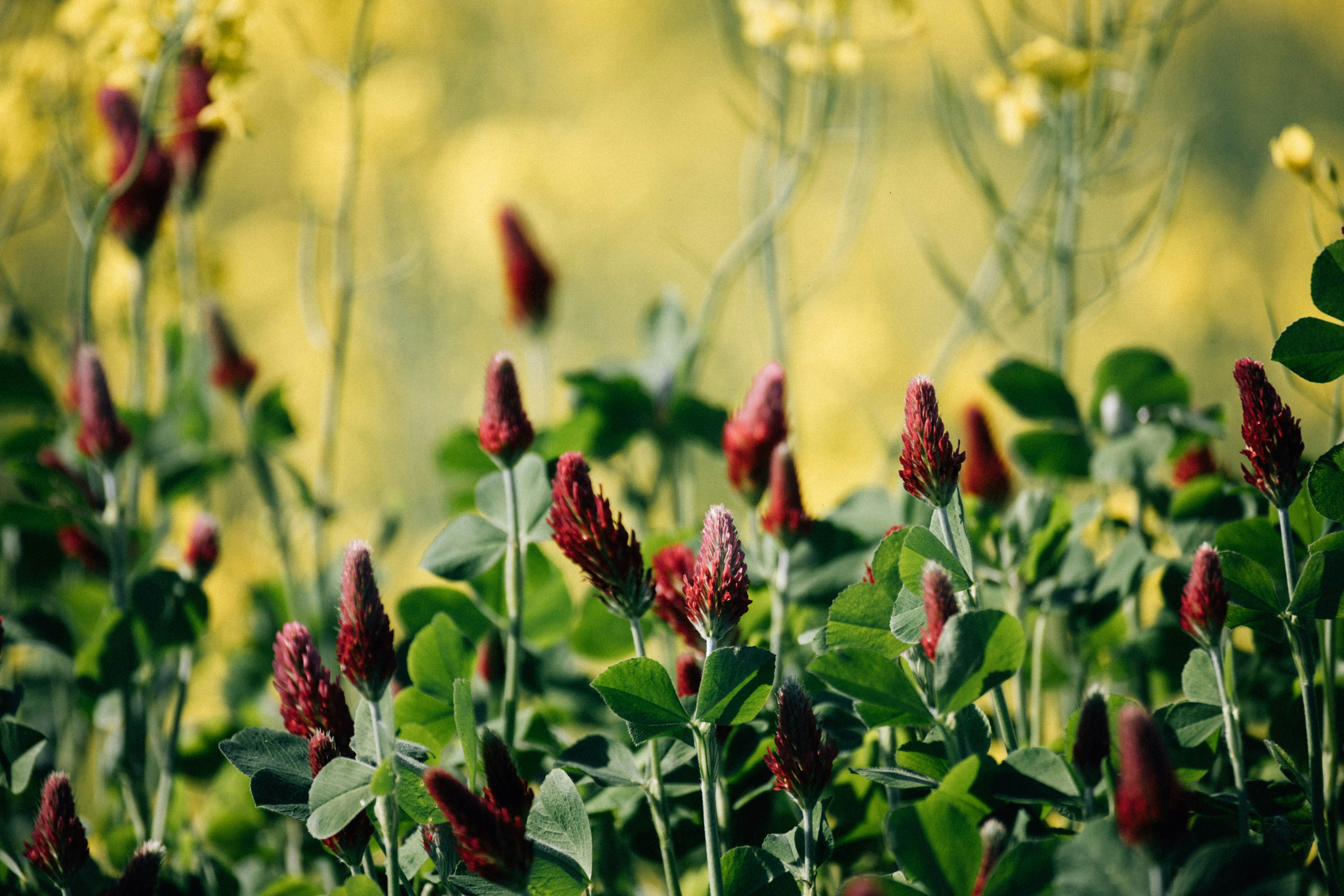 Foto Seikat bunga yang ada di rerumputan – Gambar Bunga Gratis di Unsplash