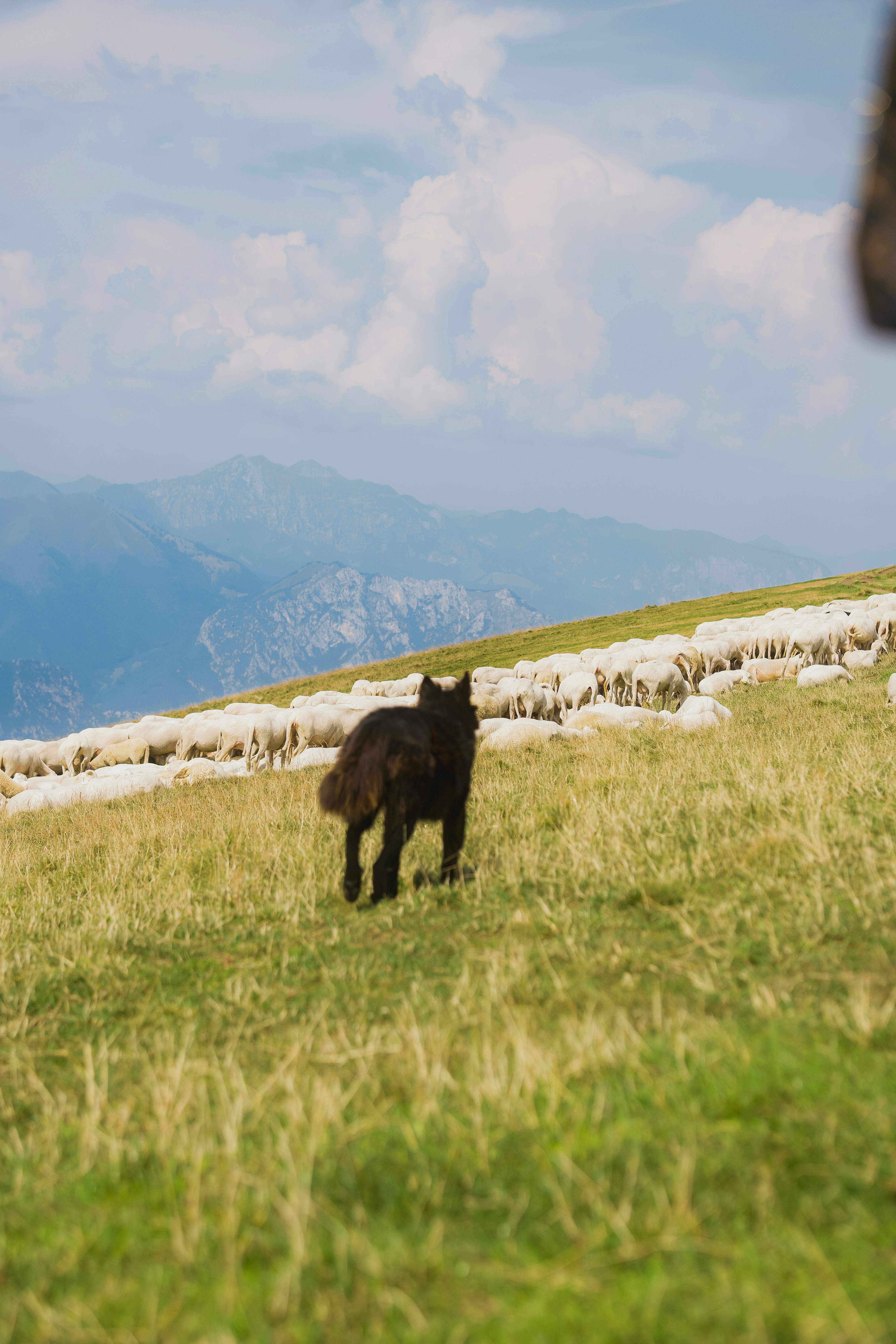 Lone Black Sheep Over the Alpine Meadow