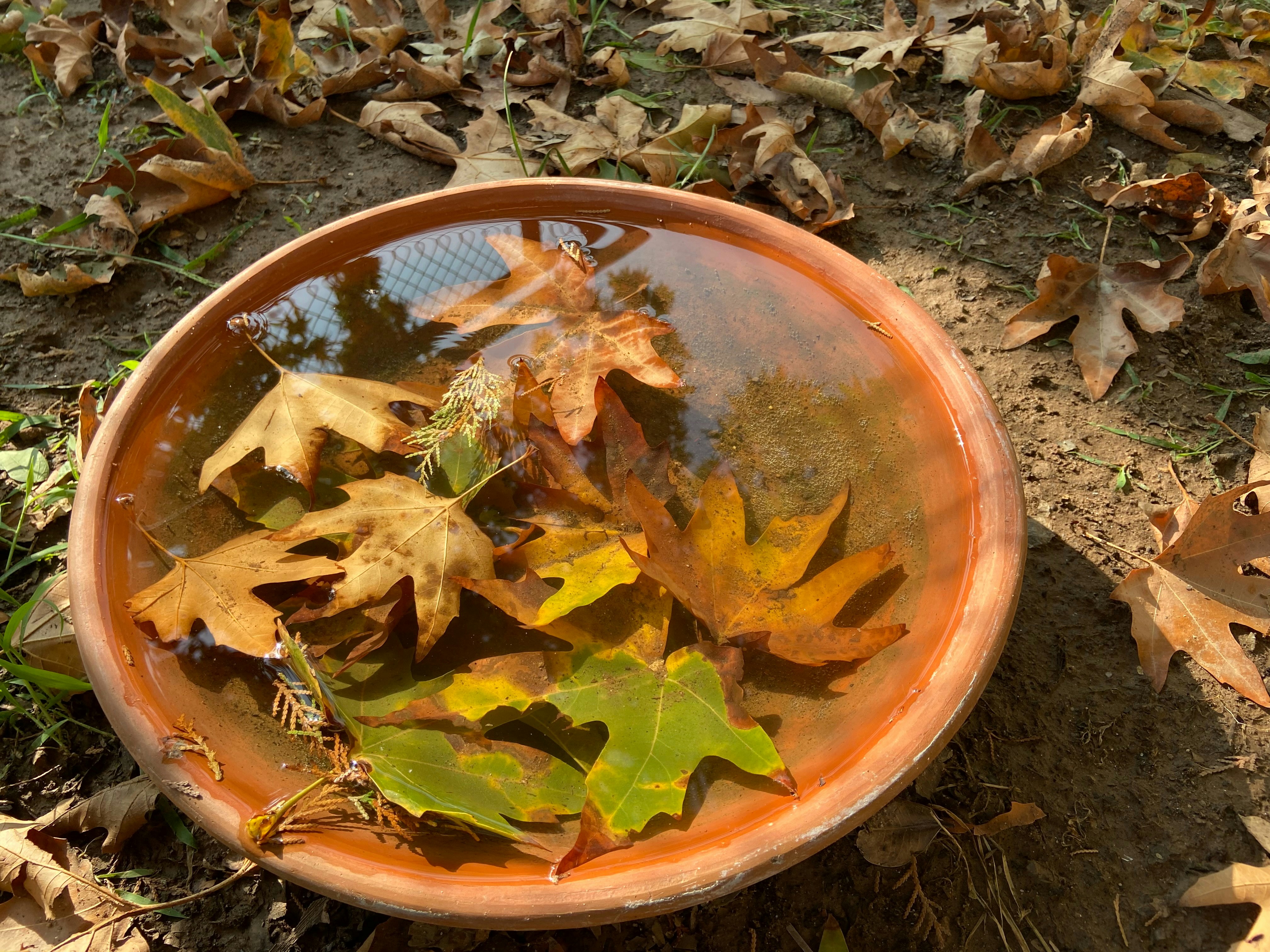 Leaf Mosaic in a Terracotta Bowl on Damp Autumn Ground