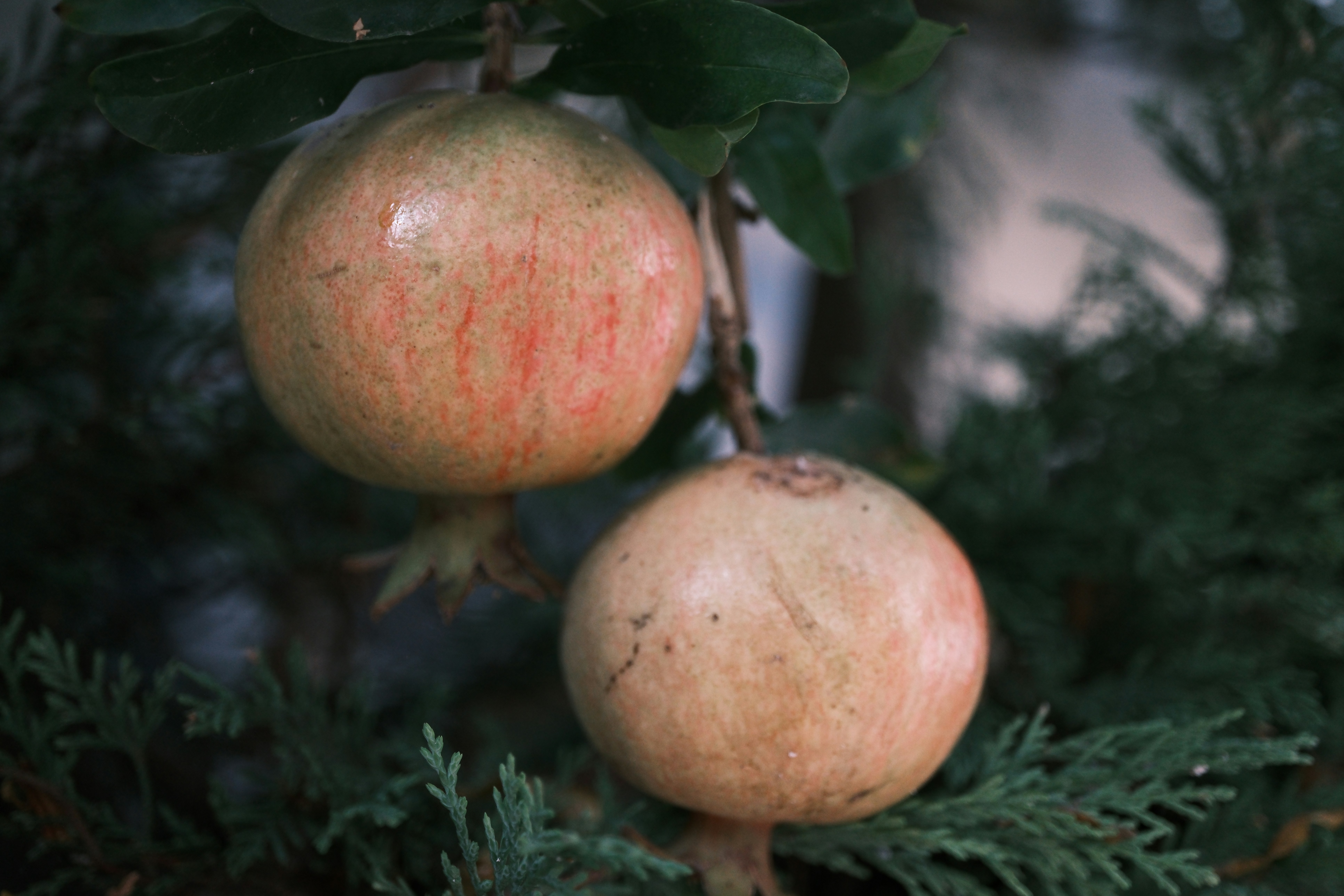 Fruit Mirage: Two Pomegranates Hiding Among Evergreen Foliage