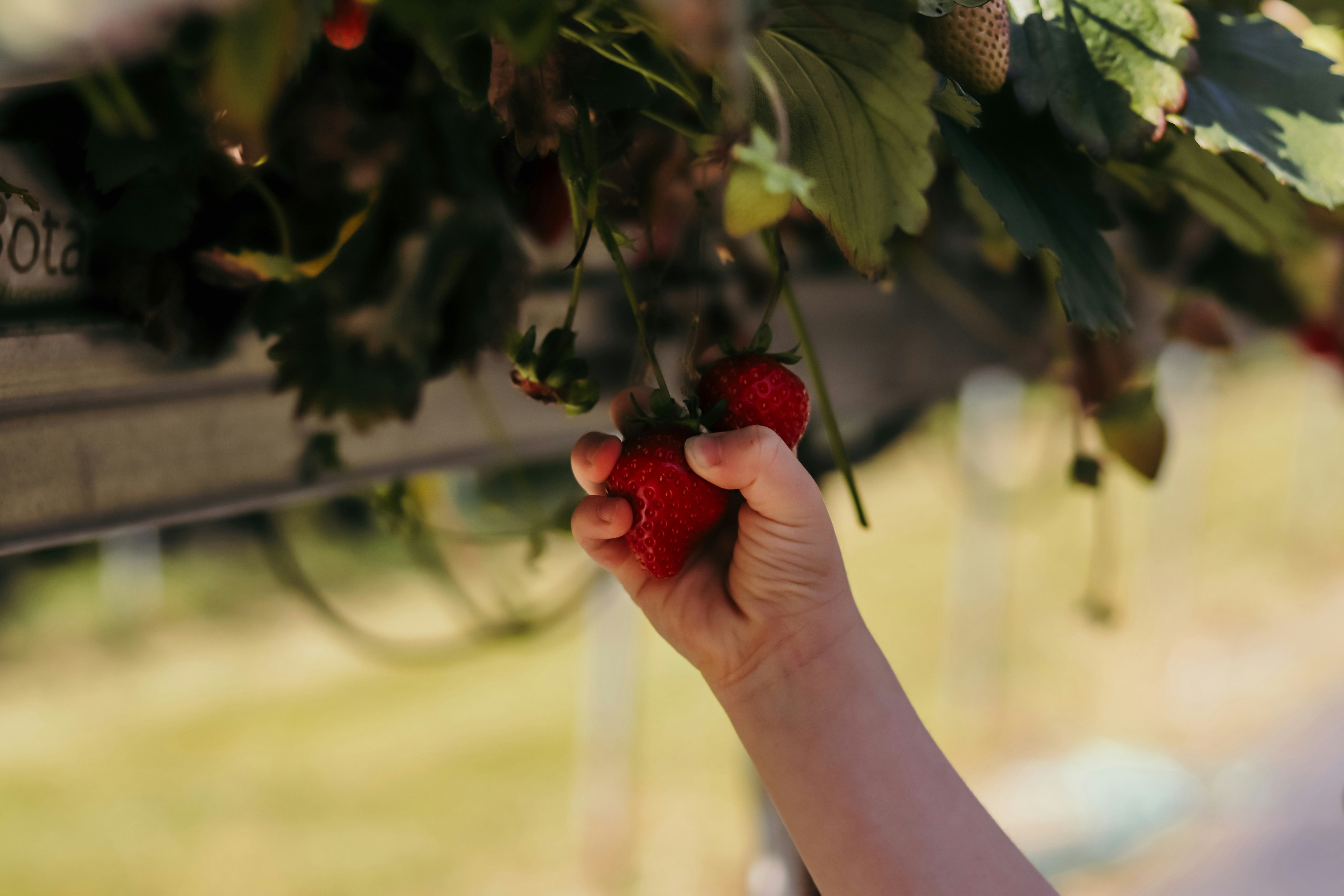 Strawberry Picking Pictures | Download Free Images on Unsplash