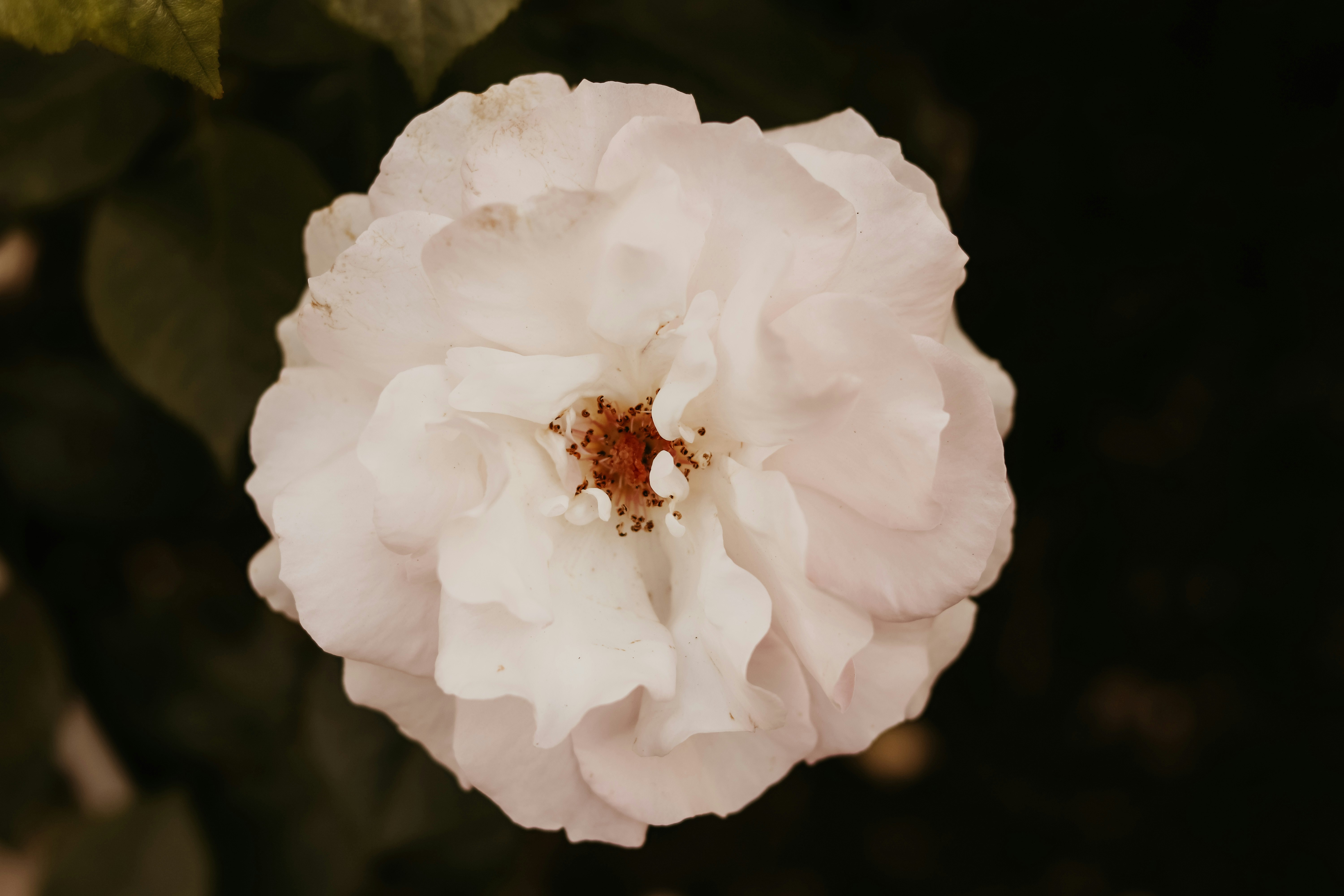 Ivory Rosette in Velvet Darkness: A Macro Portrait of a White Rose