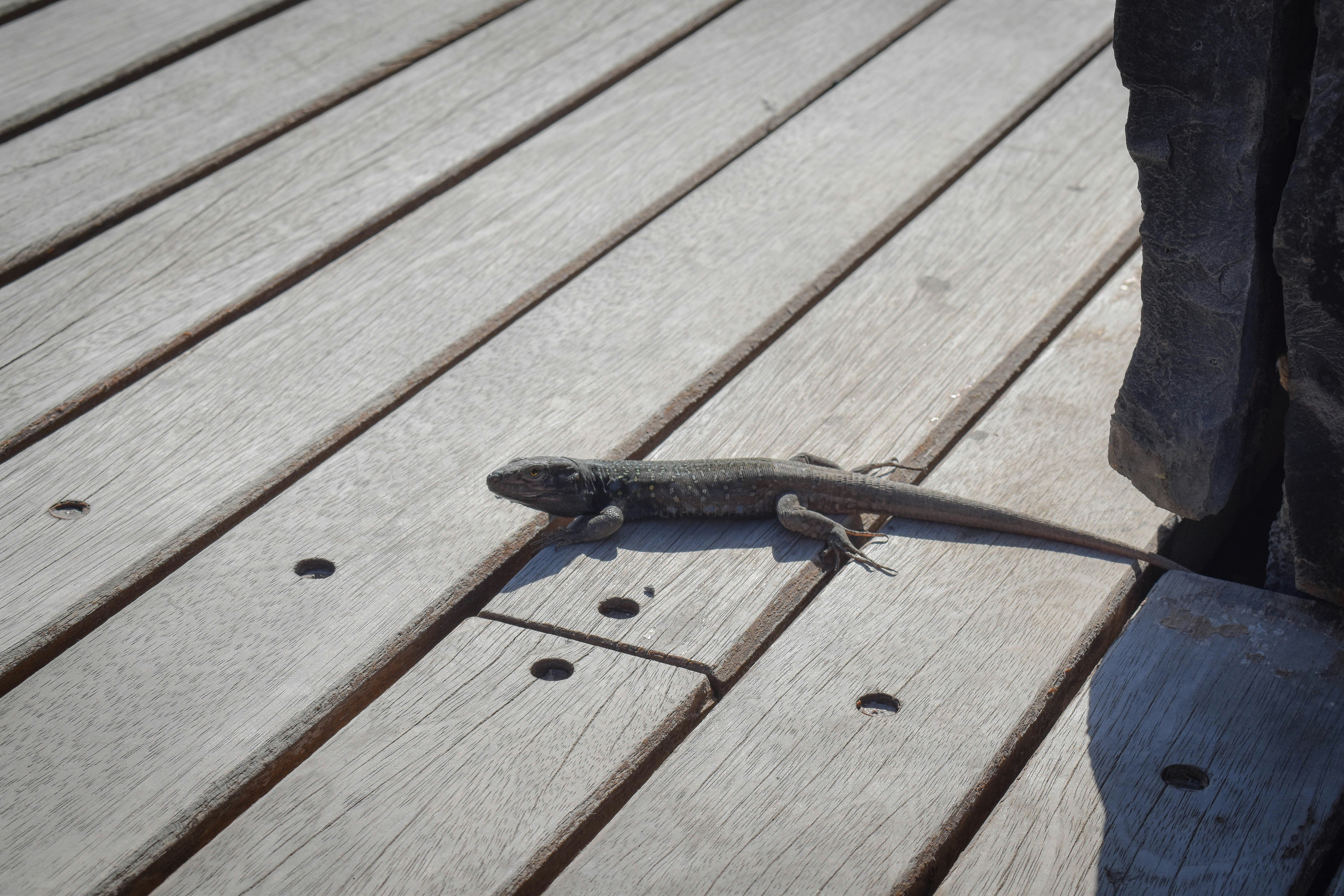 A small lizard laying on top of a wooden floor photo – Free Animal ...