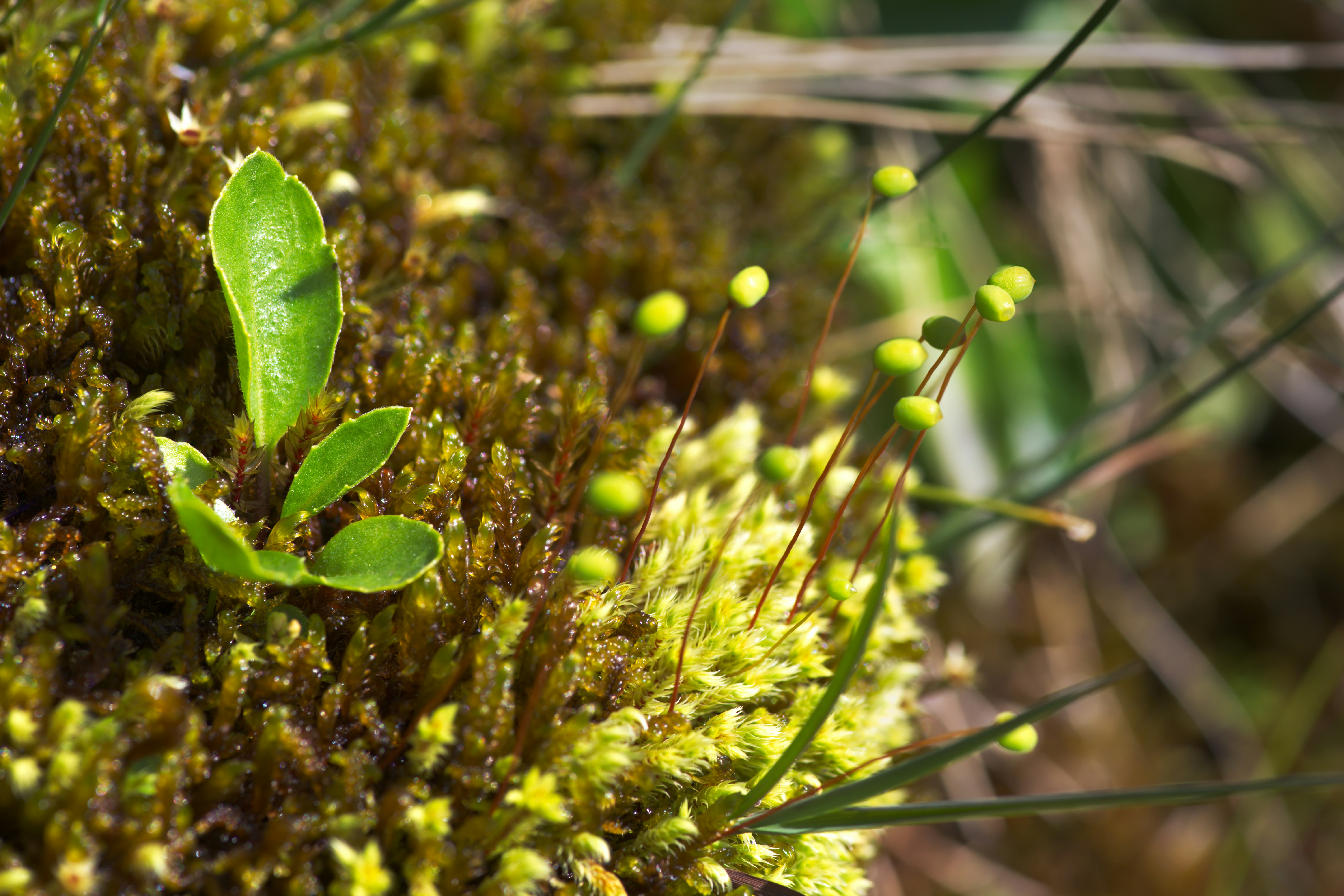 Philonotis fontana [lat] | A close up of a plant with green leaves