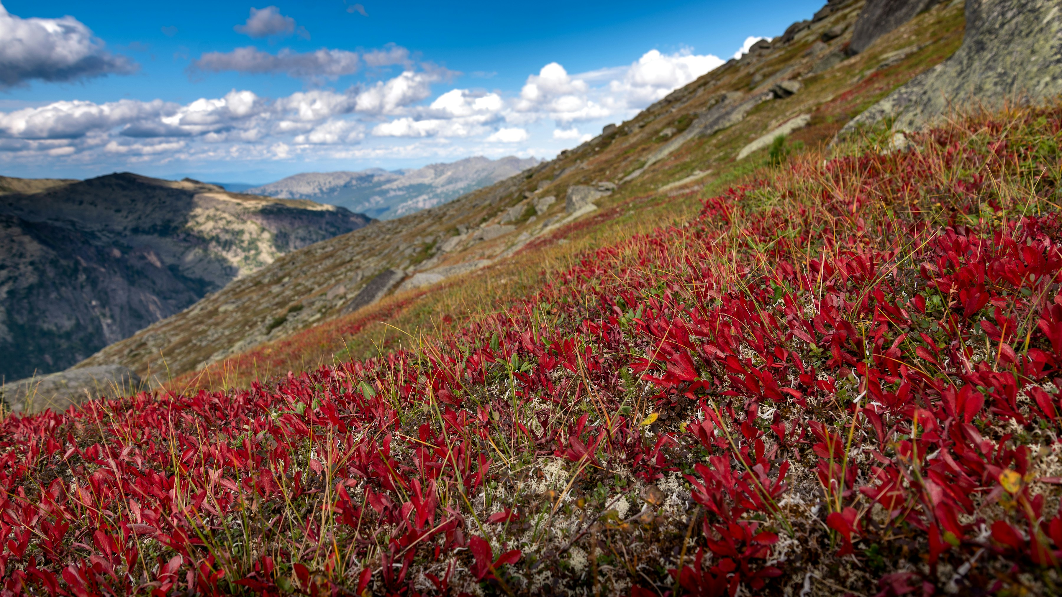 Red flowers growing on the side of a mountain photo – Free Land Image ...