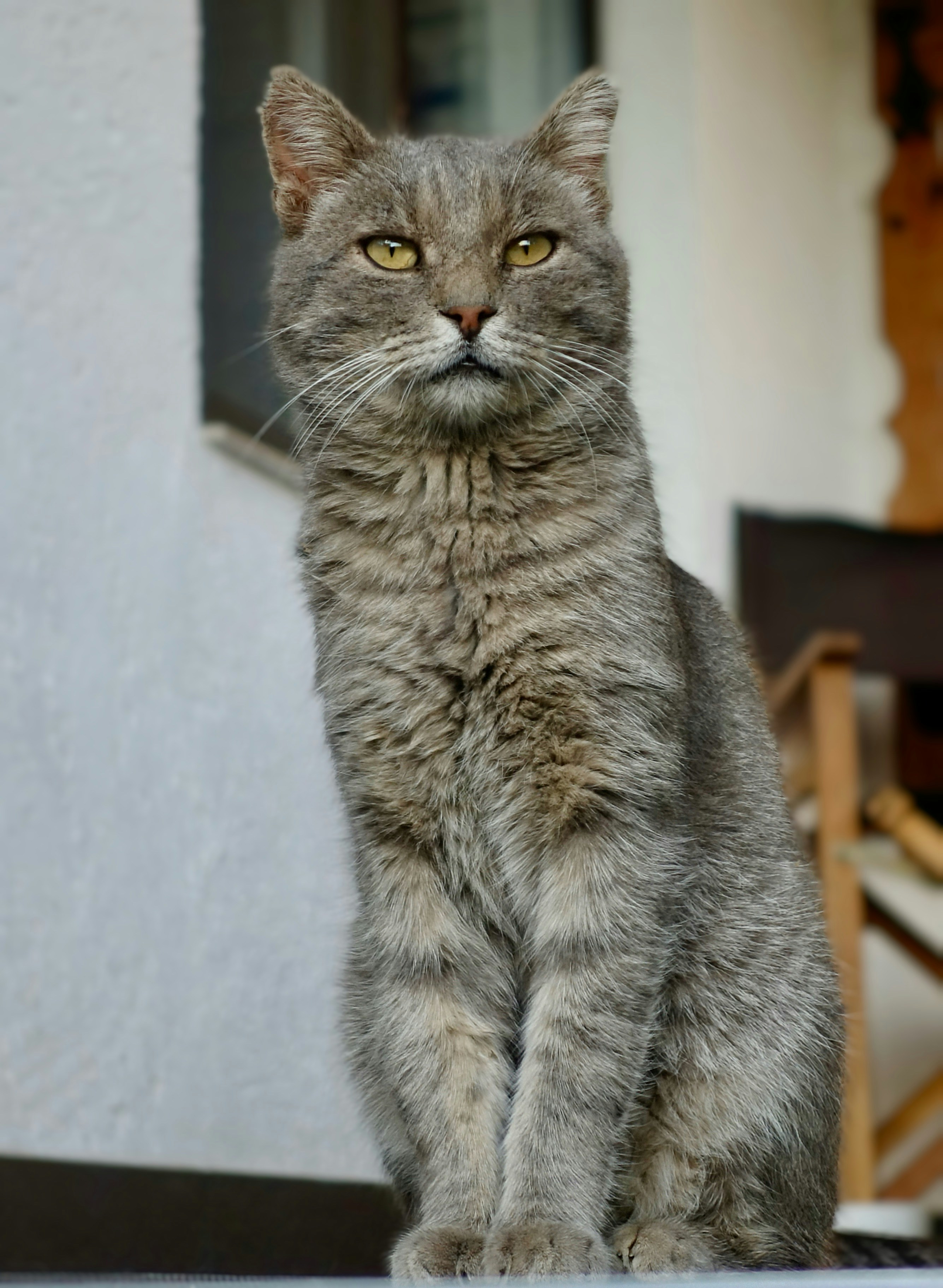 Porch Sentinel: The Grey Cat's Quiet Gaze
