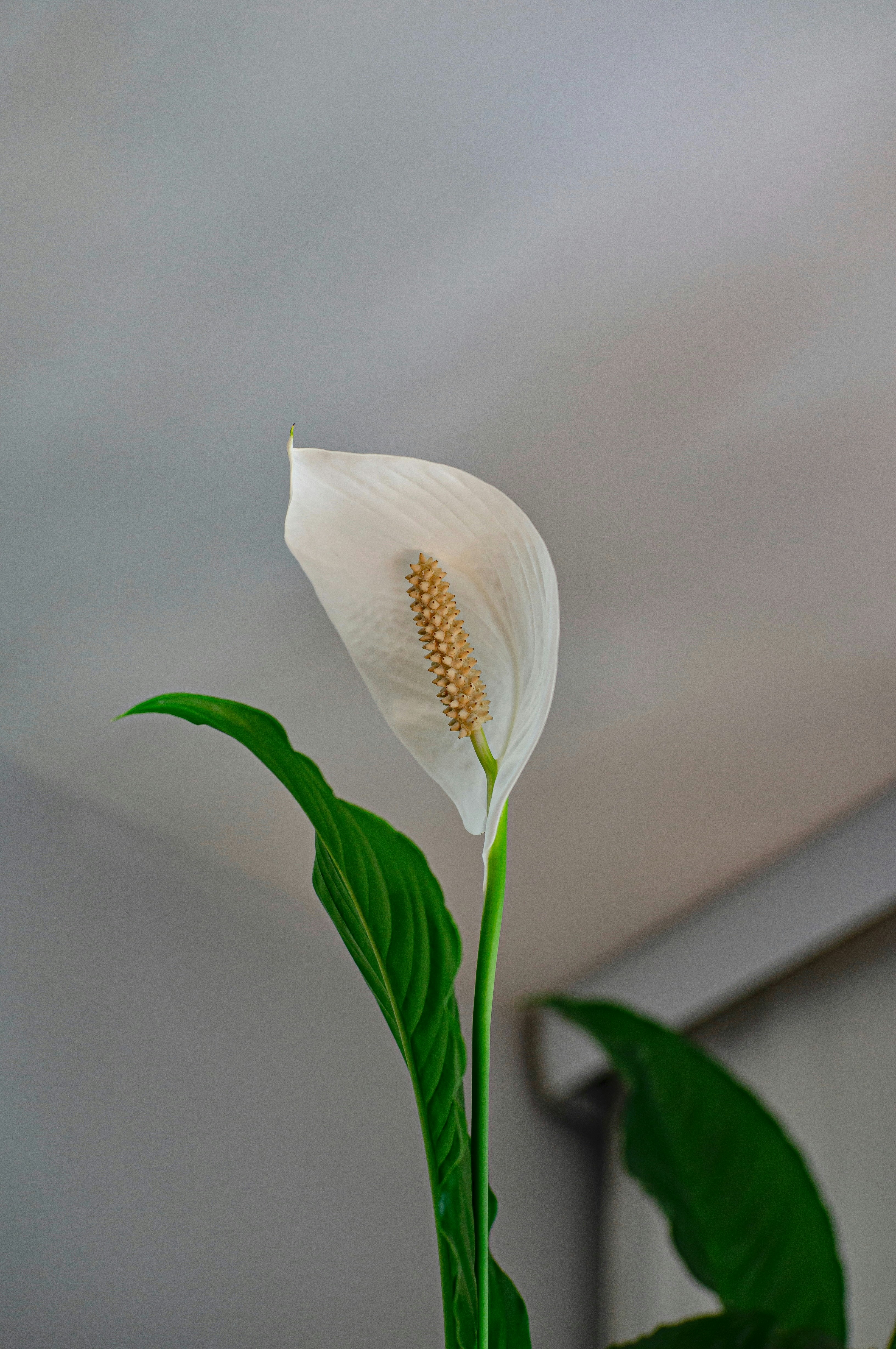 A close-up of a single peace lily bloom featuring a white spathe and pale spadix against a softly blurred neutral background. The composition emphasizes botanical detail and the clean contrast between leaf green and the bloom.