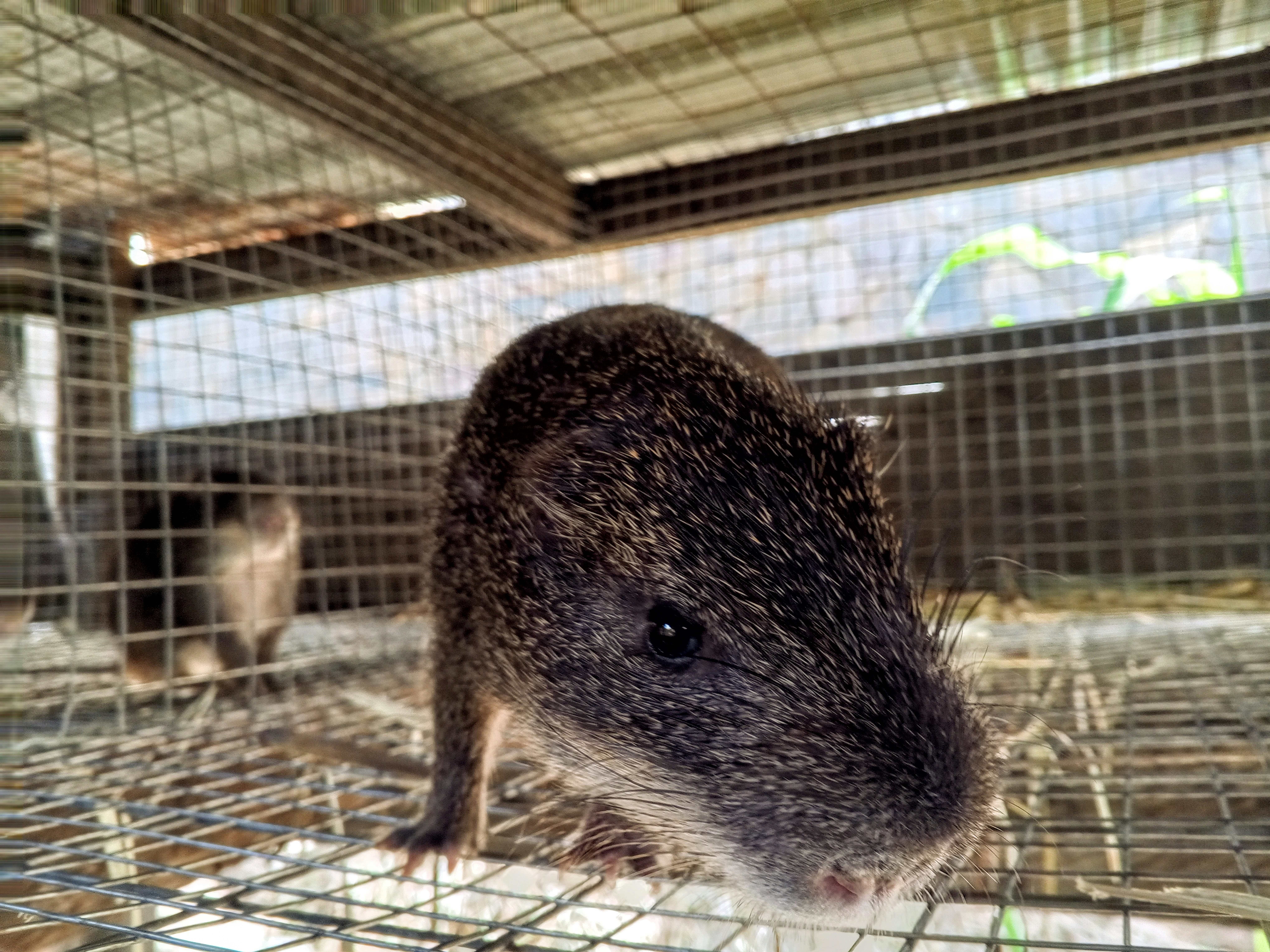 Close-up shot of of young adult male grasscutter. Image shot in natural shade. Young grasscutter hiding in the background.
