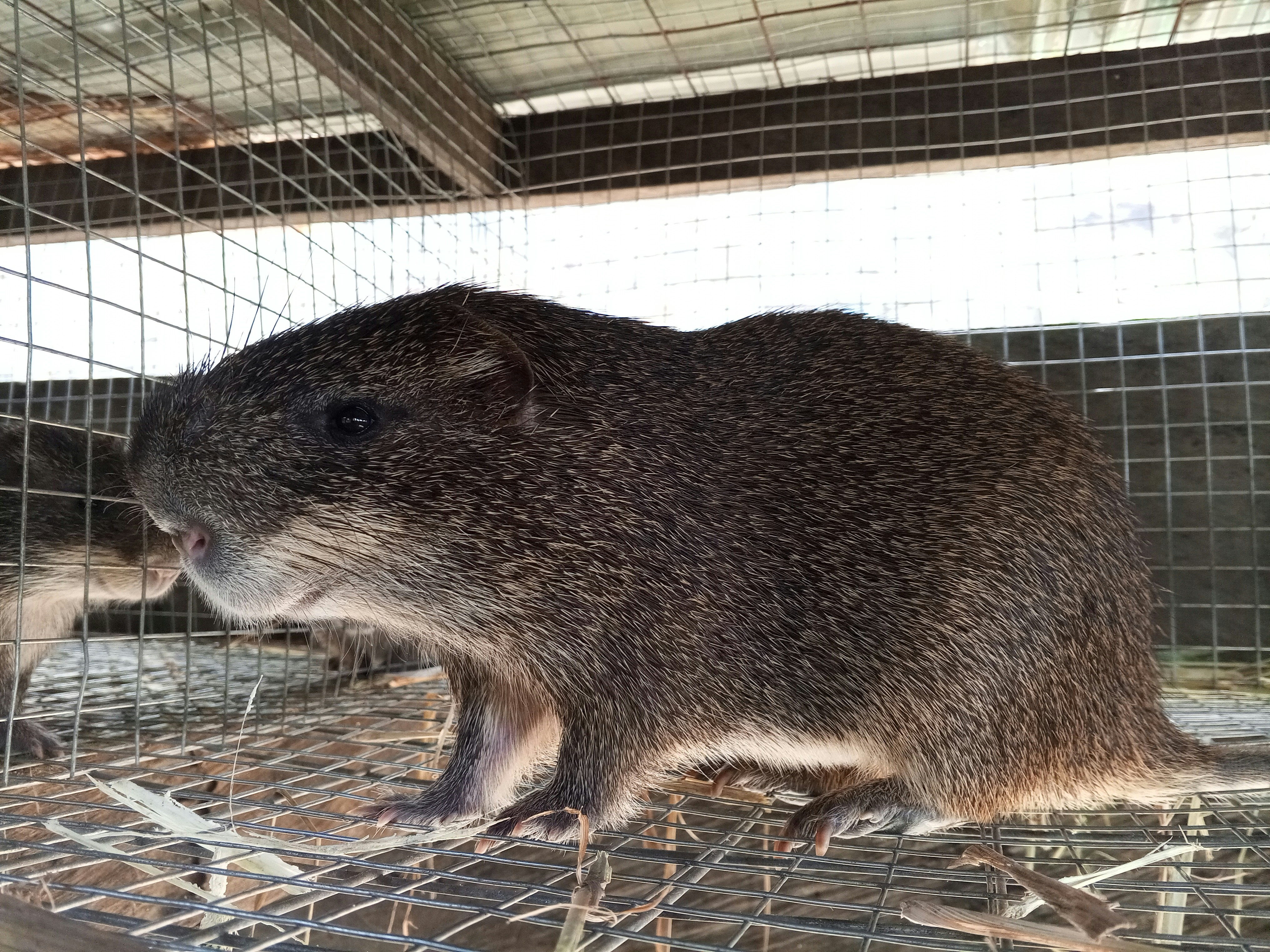 A rodent inside of a cage in a building photo – Free Animal Image on ...