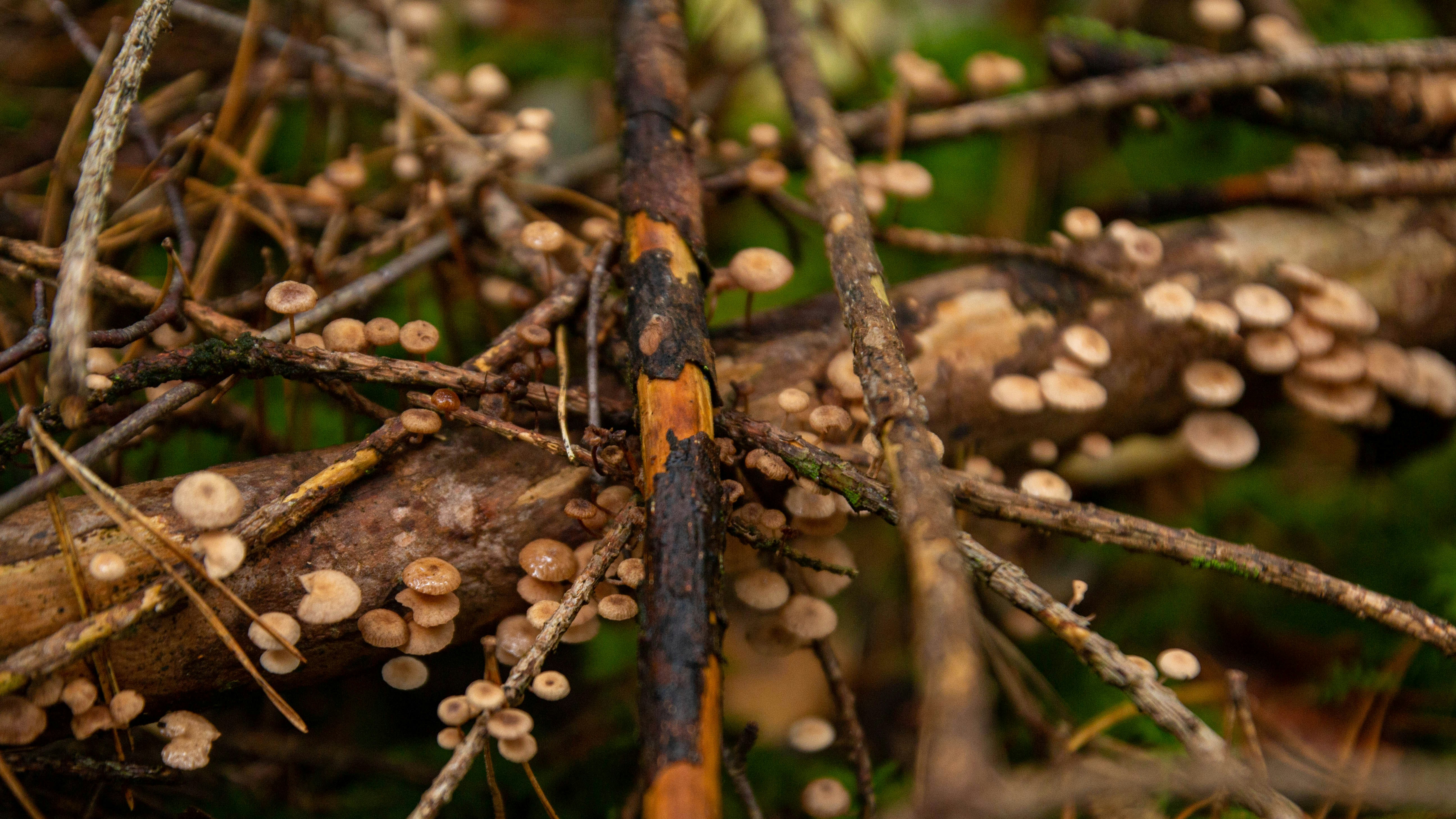 Tiny Guild of Fungi Resting on a Weathered Branch