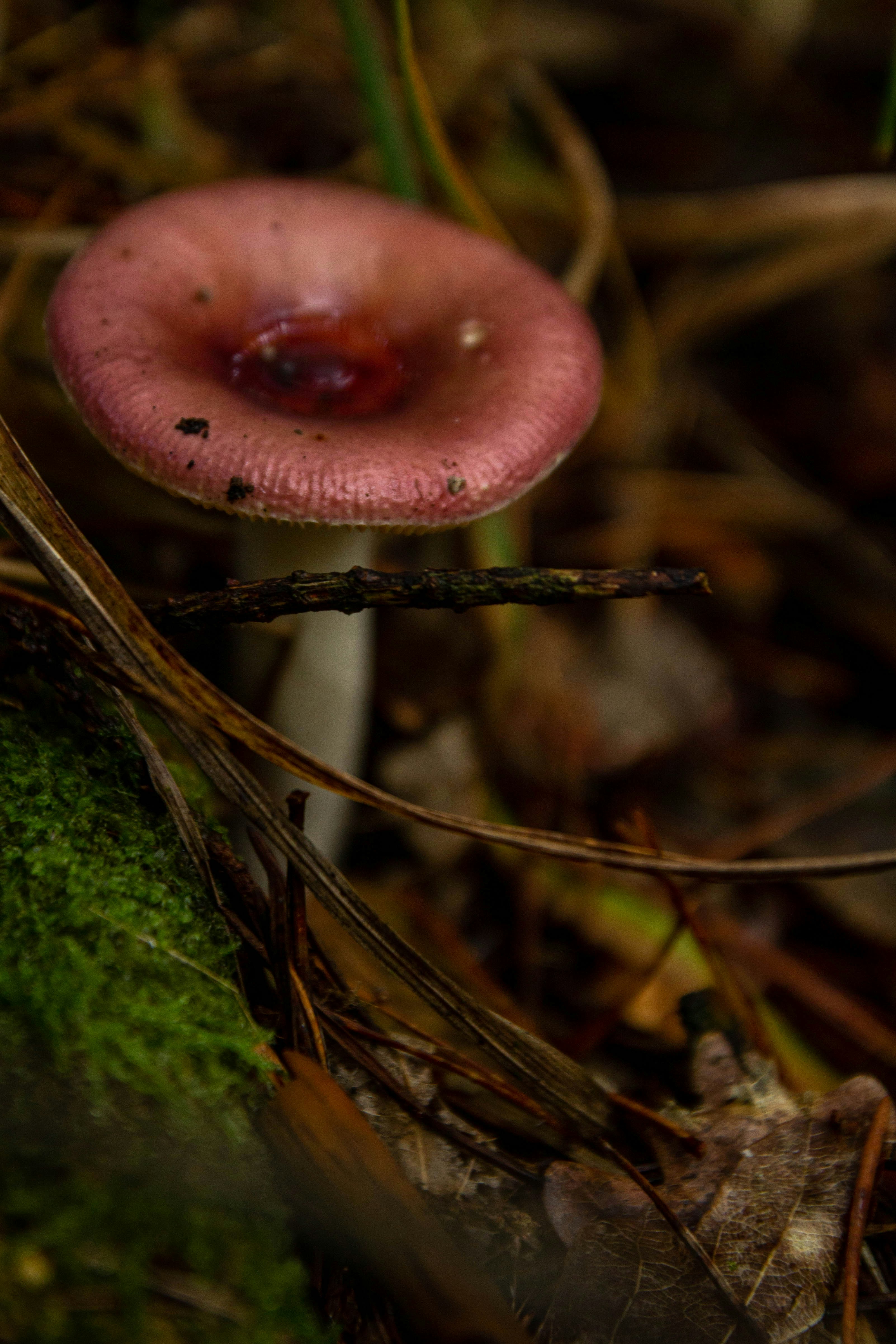 Pink-hued toadstool peeking from forest floor