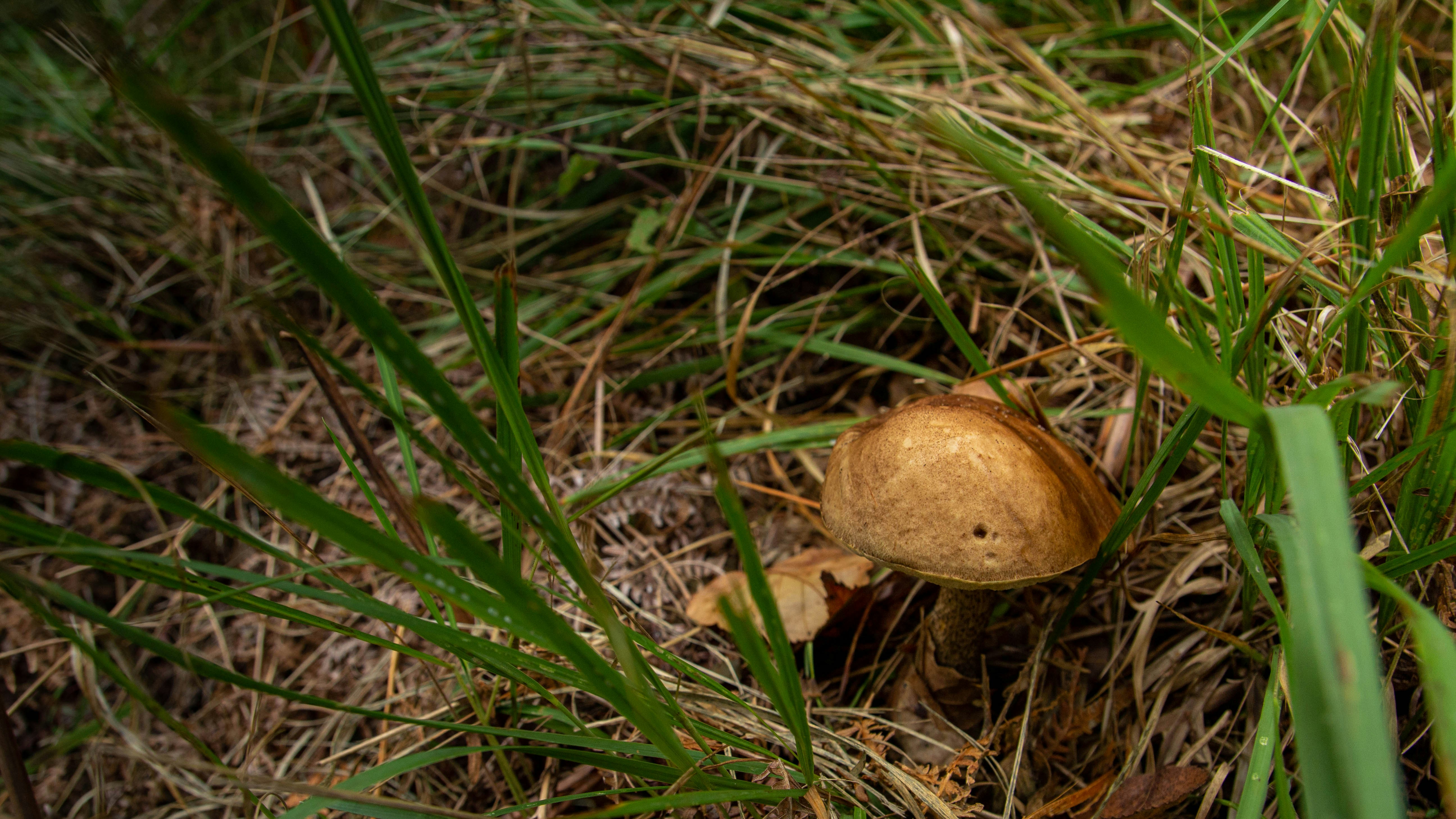 Lone Brown Cap Amid a Sea of Grass