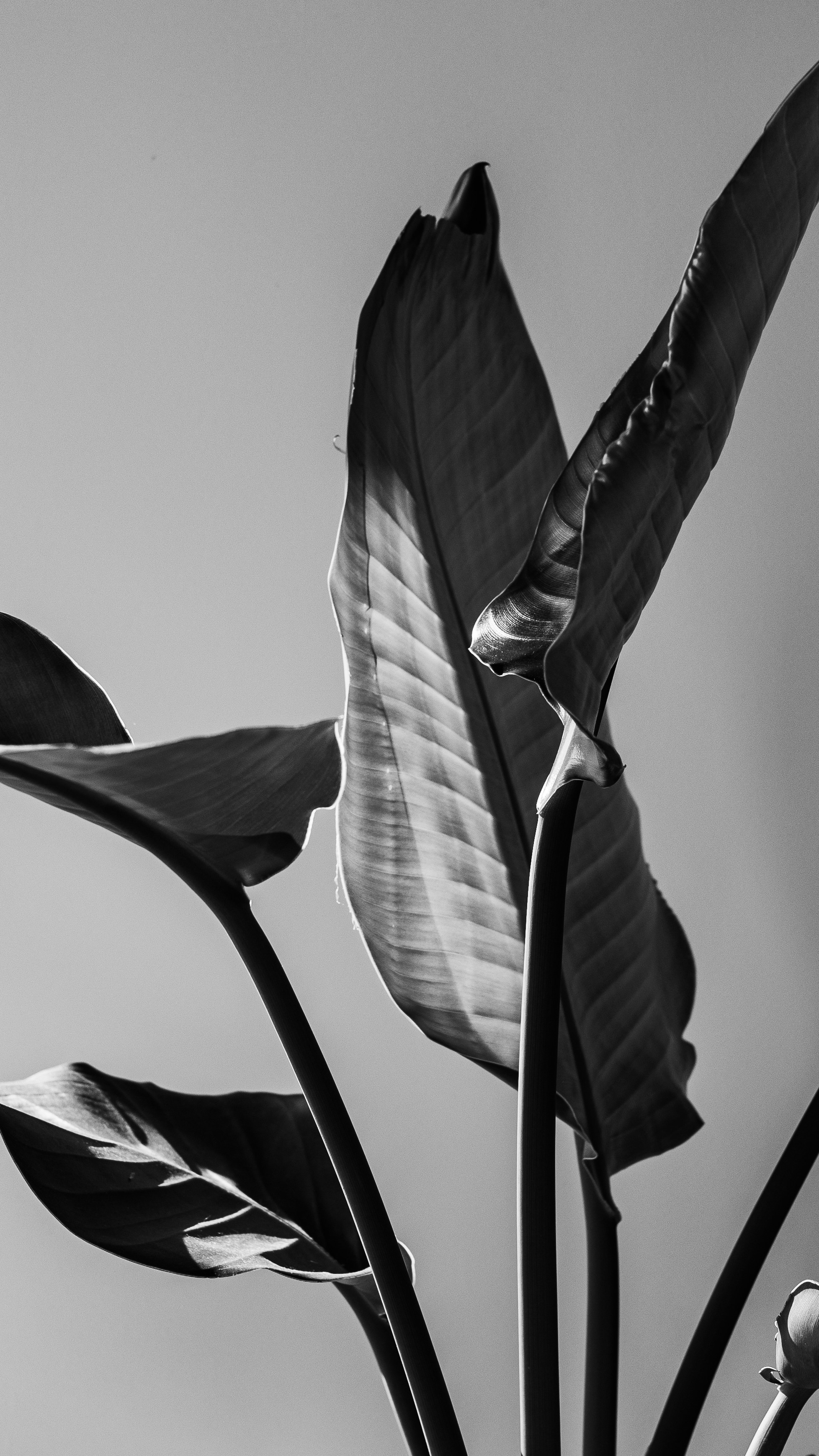 Monochrome photograph of tall plant stems and large leaves against a neutral background, highlighting texture and contrast. The composition emphasizes form and rhythm over color.