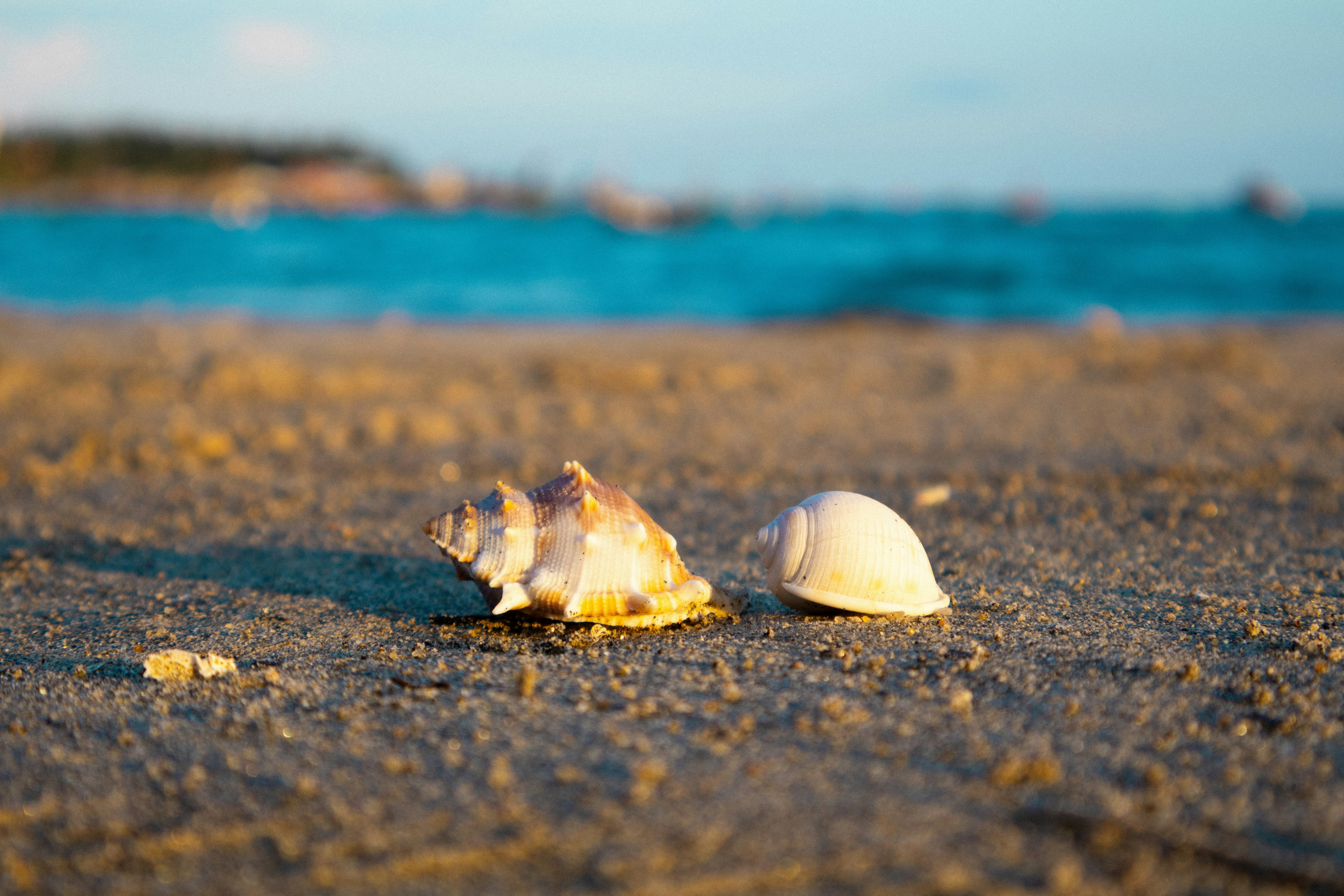 Two seashells on a sandy beach near the ocean photo – Free Beach Image ...