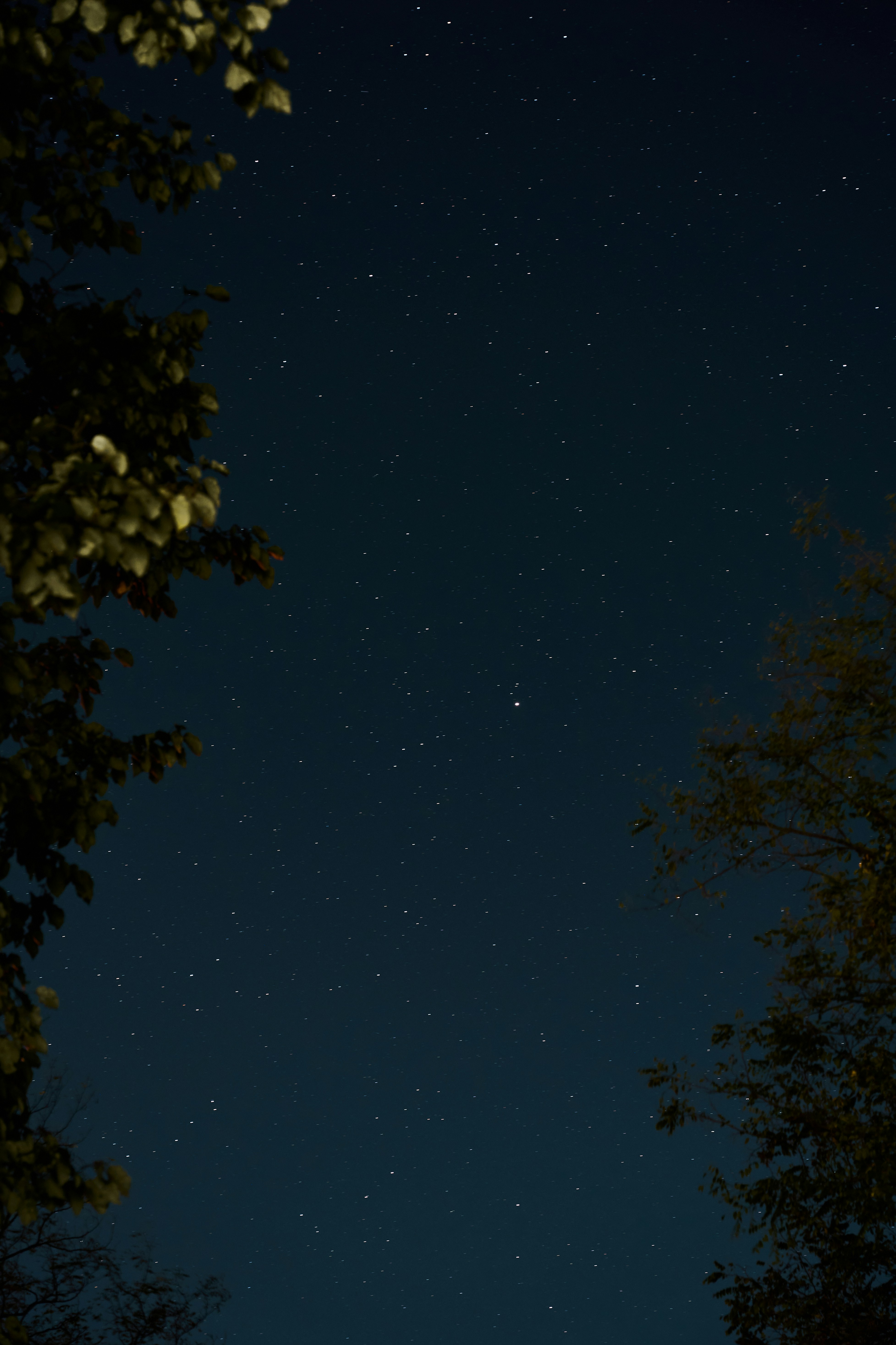 The night sky is full of stars and trees photo – Free Galaxy Image on ...