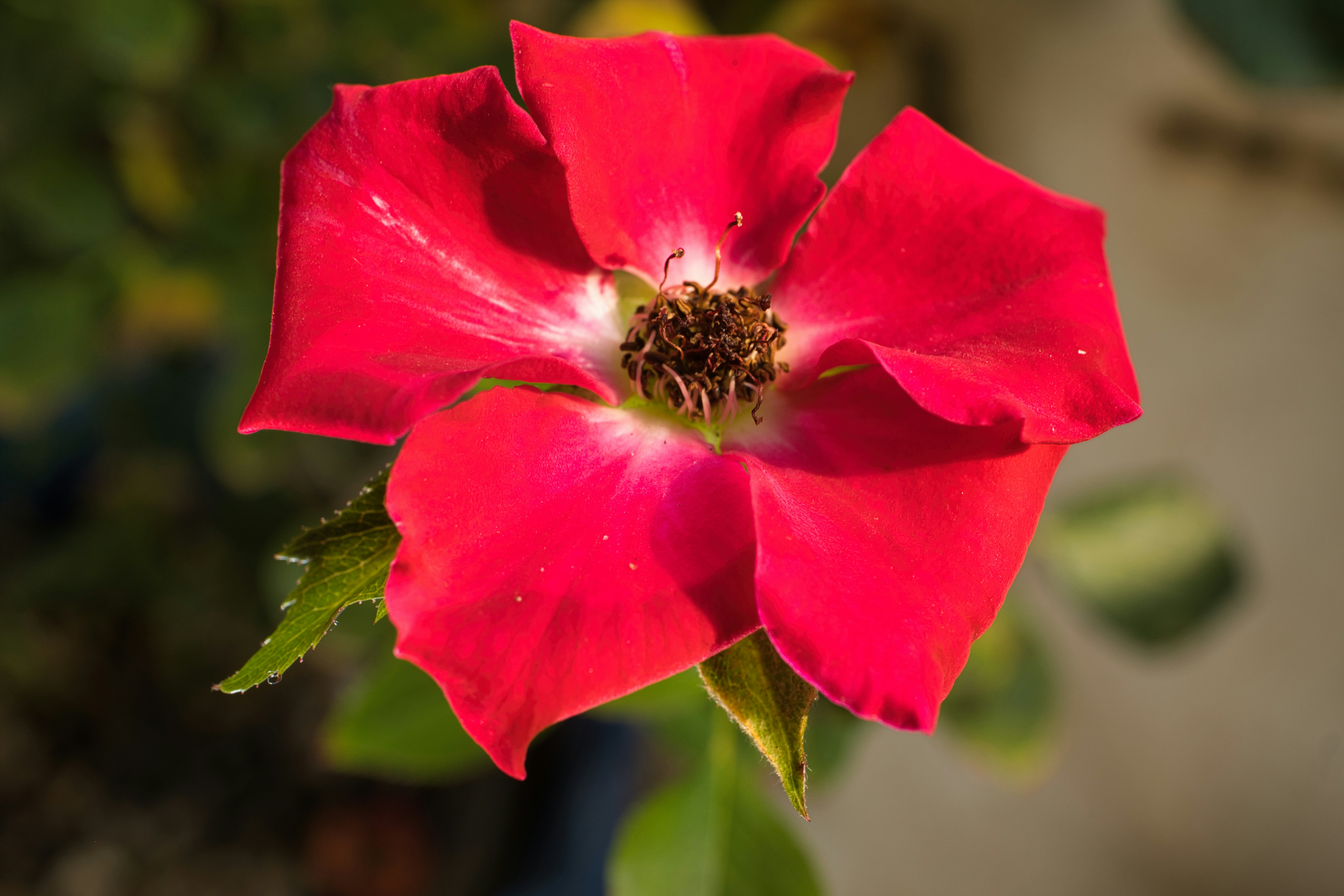 Bright red rose bloom with lush green leaves in soft sunlight.