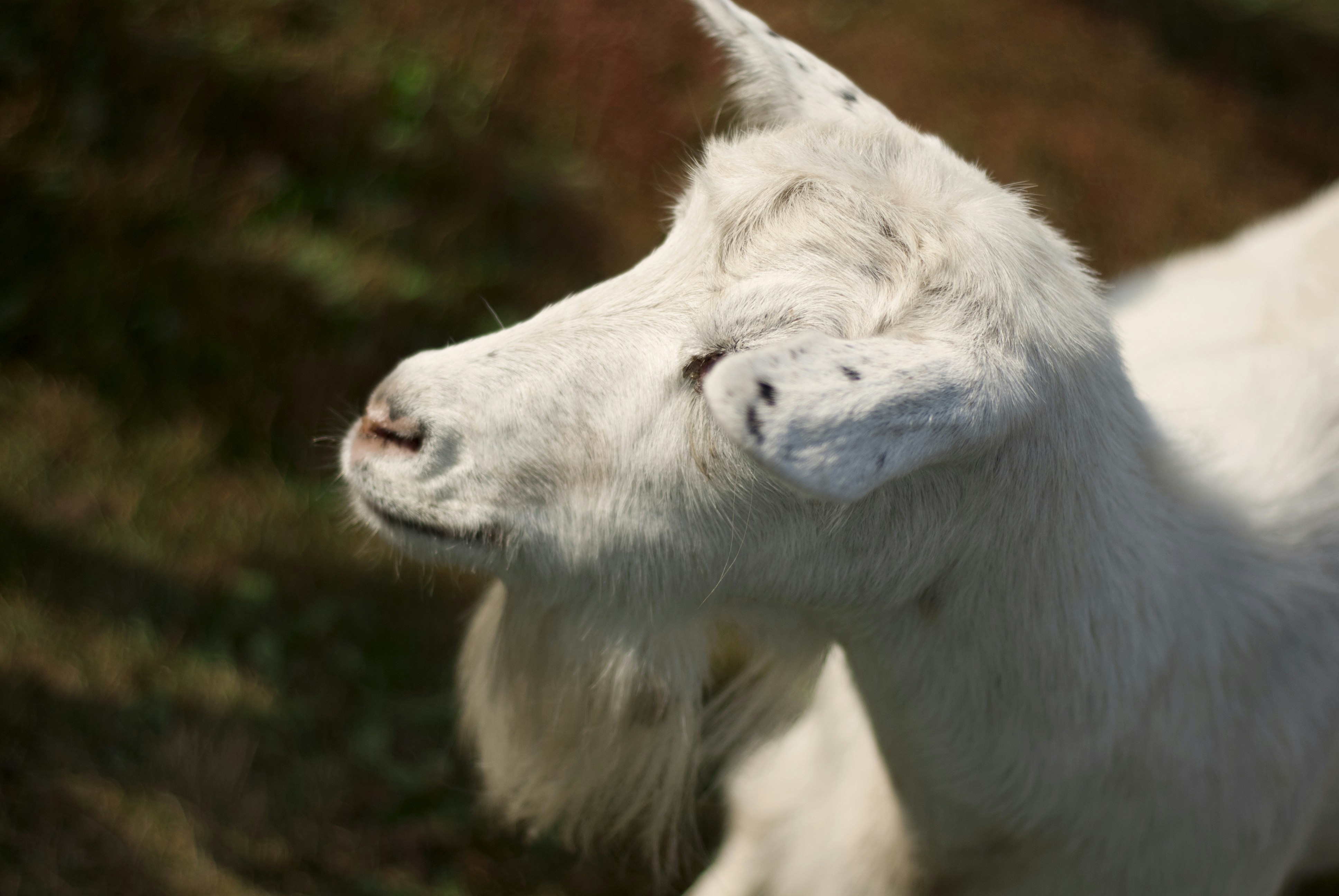 White goat