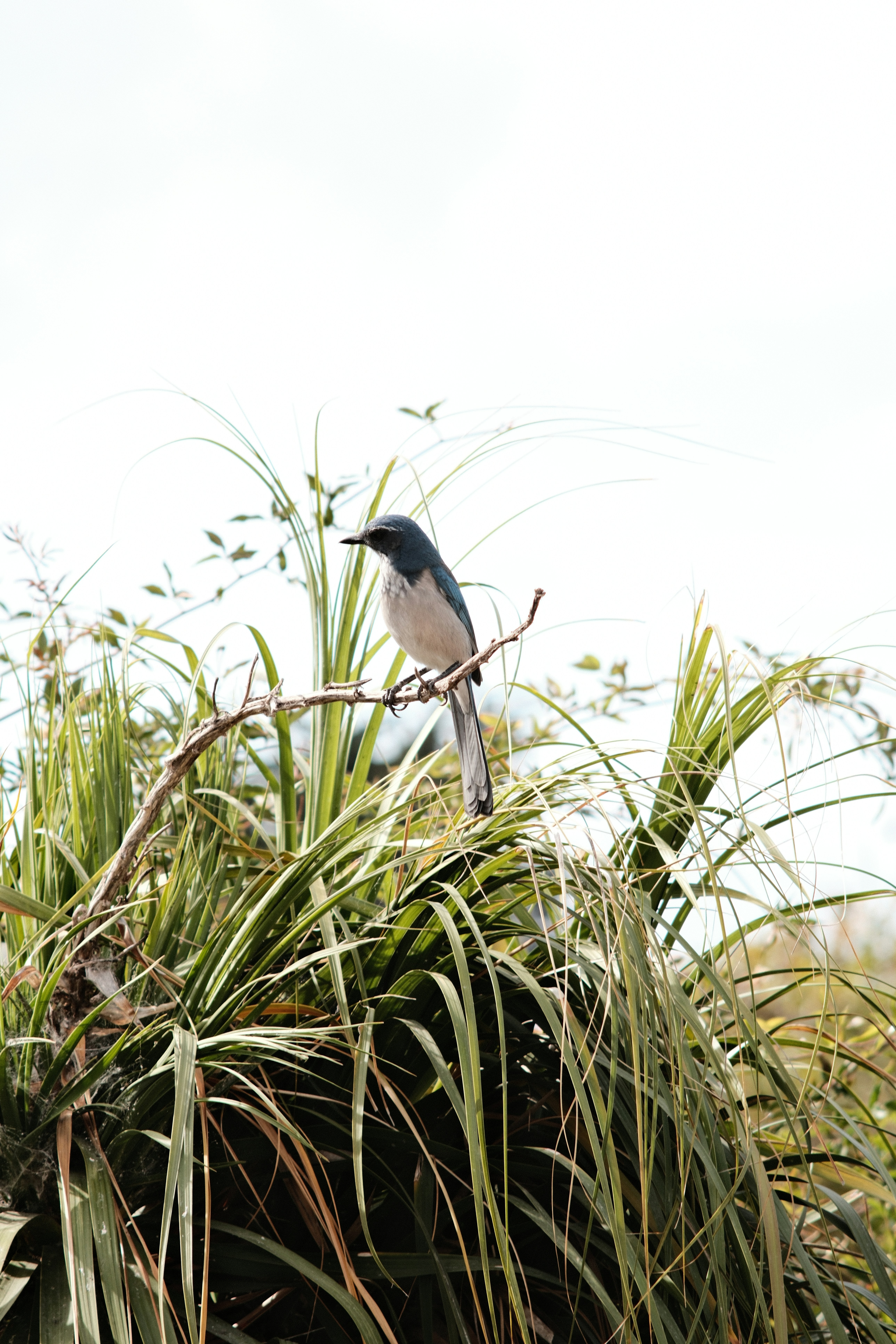 Azure Perch: a blue-gray songbird perched among sunlit grasses
