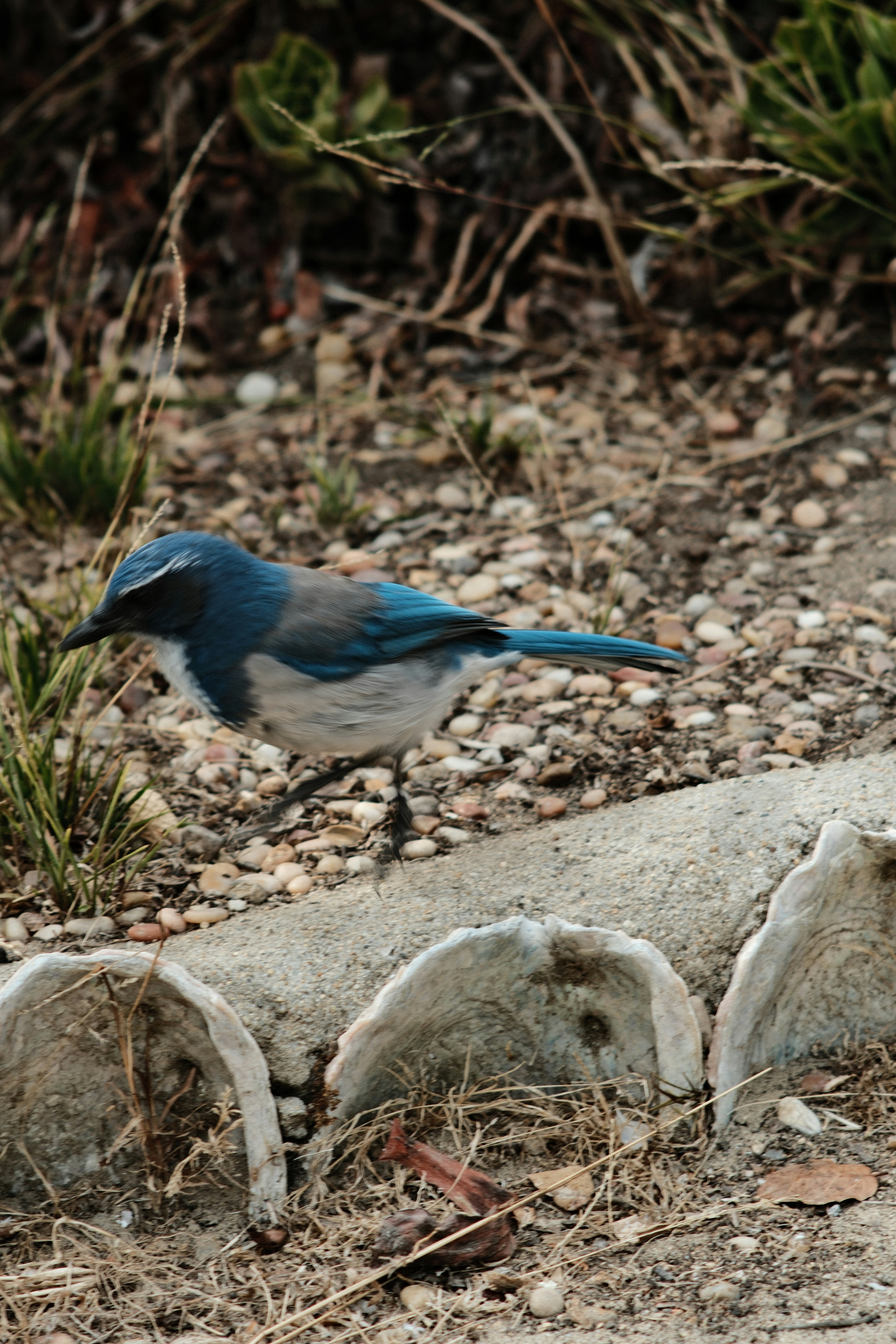 Azure Scrub Jay Perched Along a Pebble Border