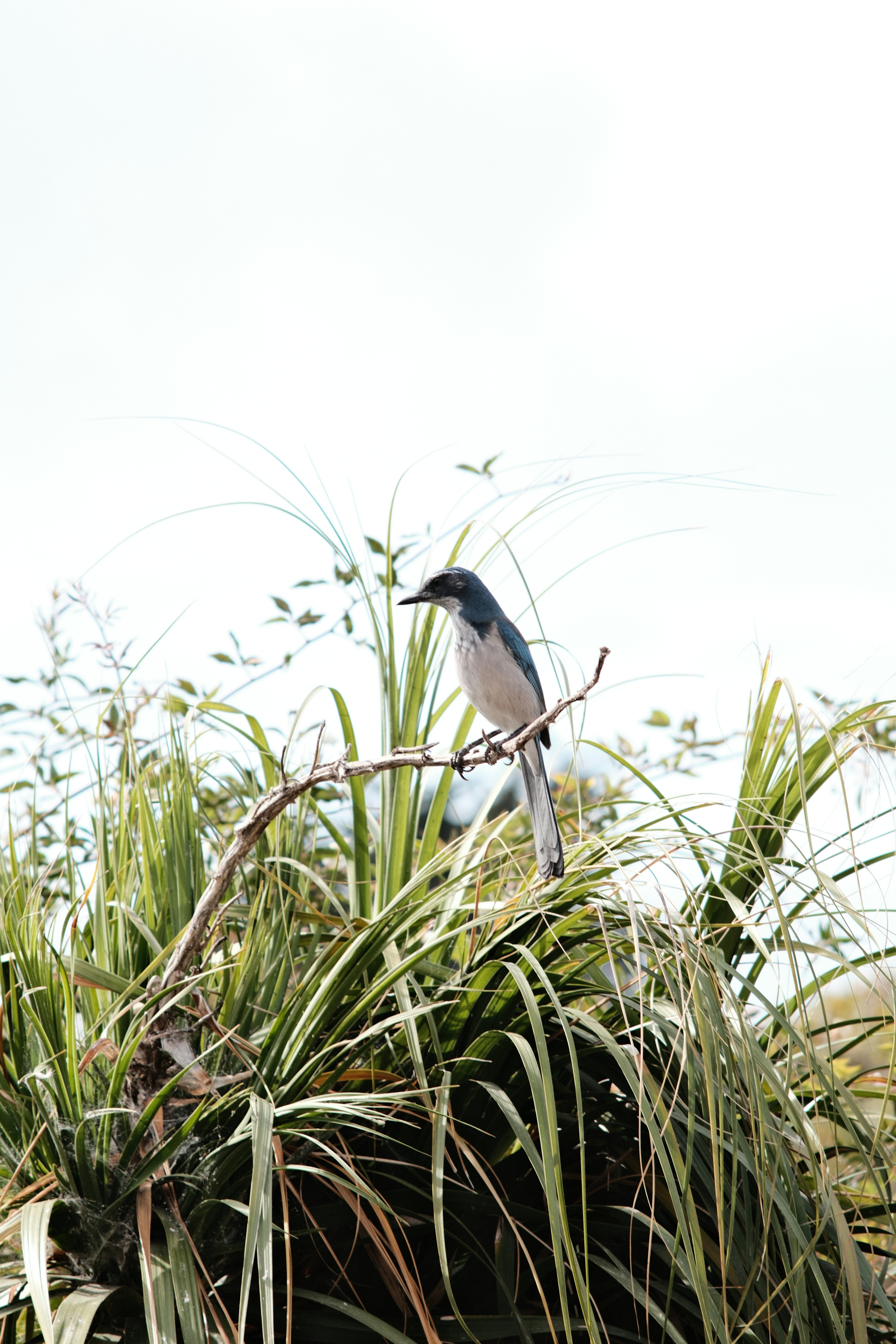 Perch in the Dune: A Magpie Among Wind-Swept Grasses