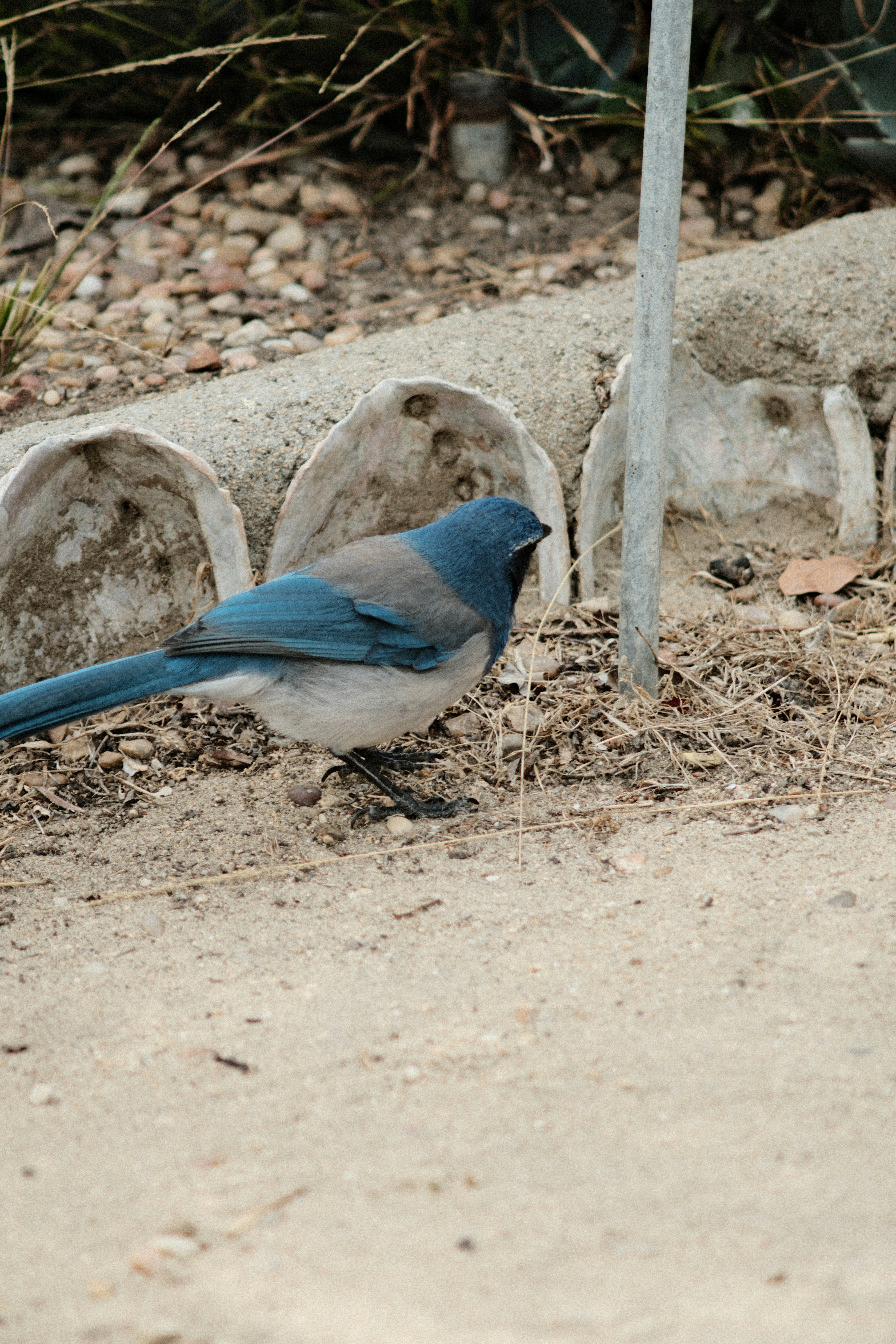 Azure Groundwalker: Bluebird at the Pebble Threshold