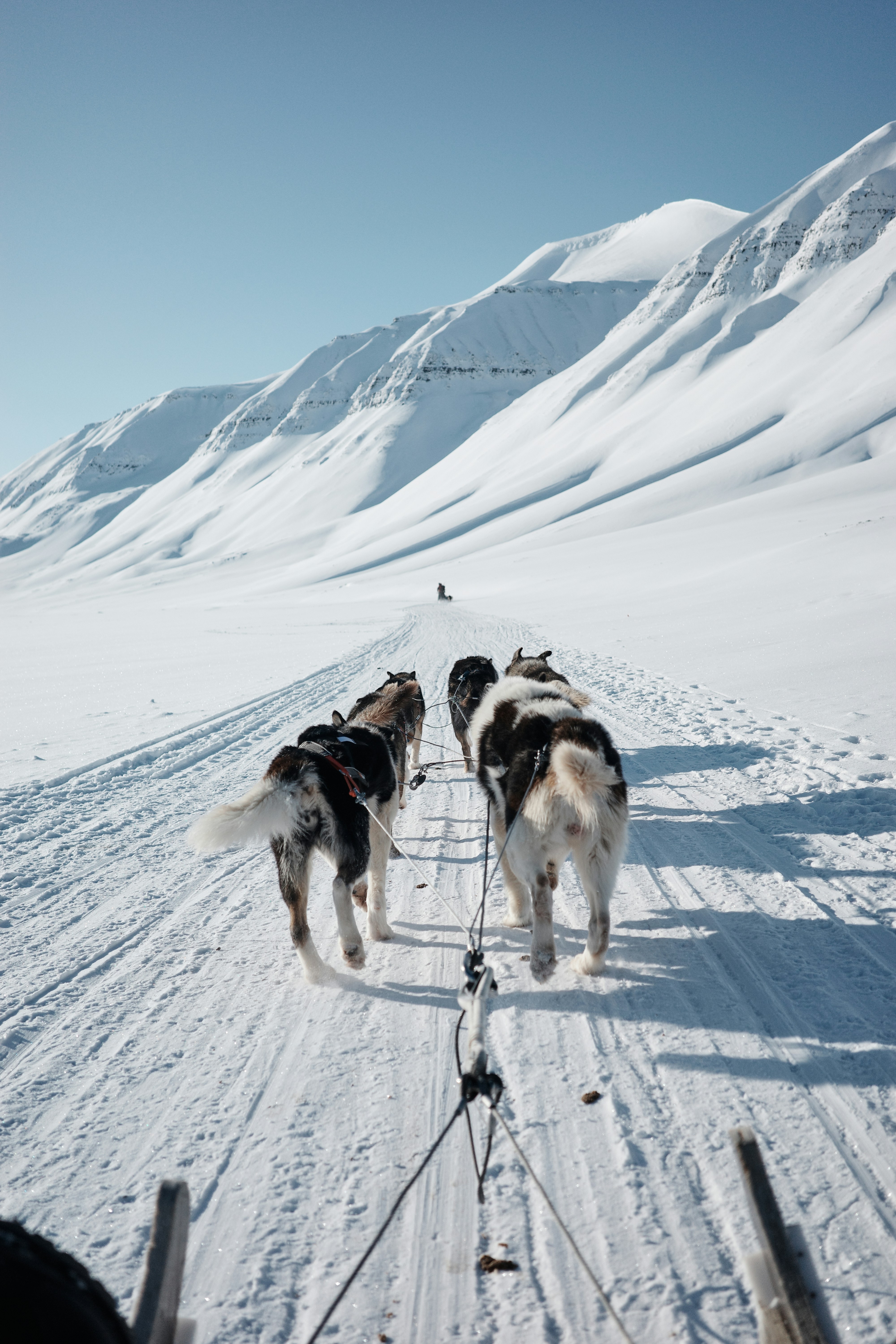 A group of dogs pulling a sled down a snow covered road photo – Free ...
