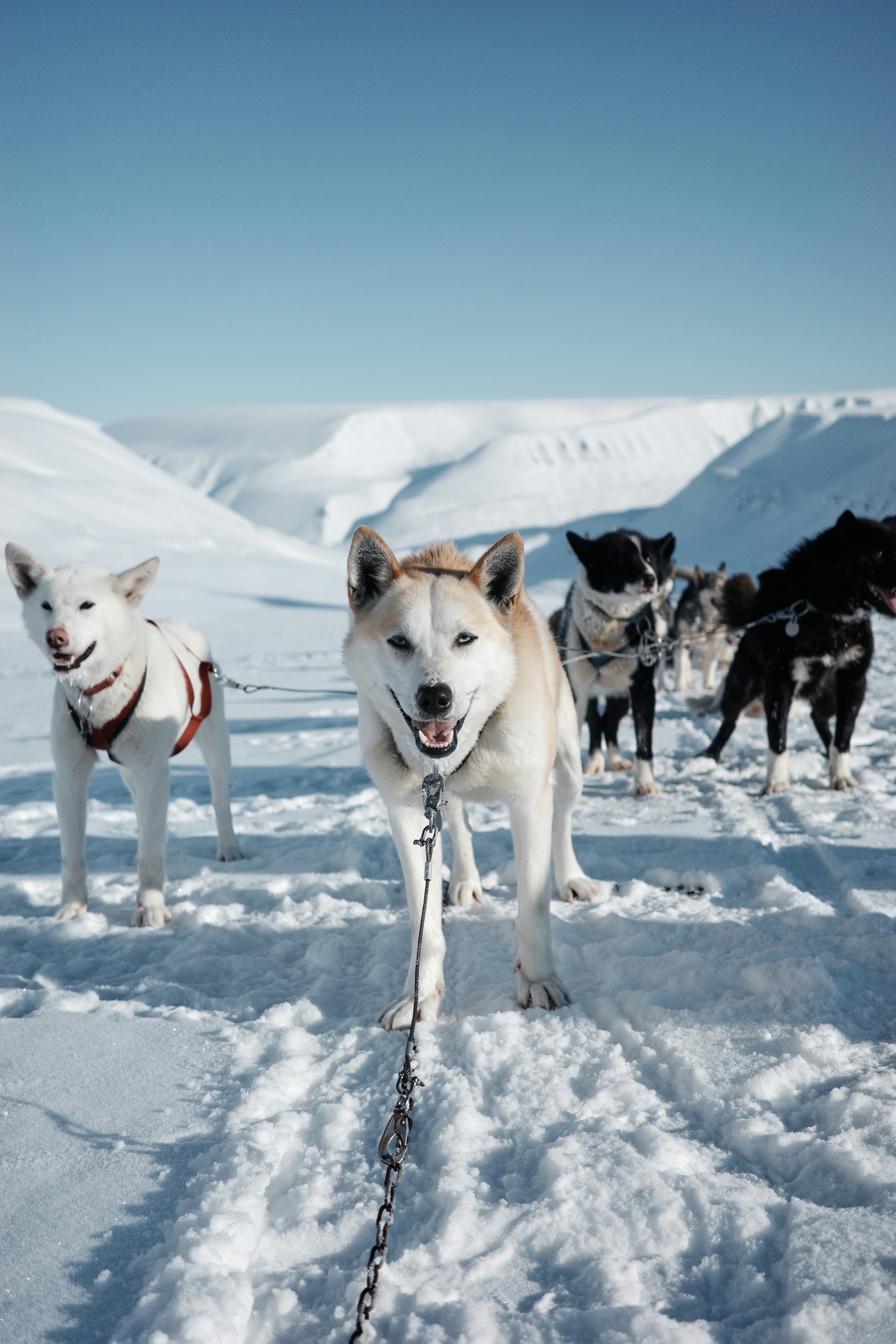 A group of dogs tied to a chain in the snow photo – Free Animal Image ...