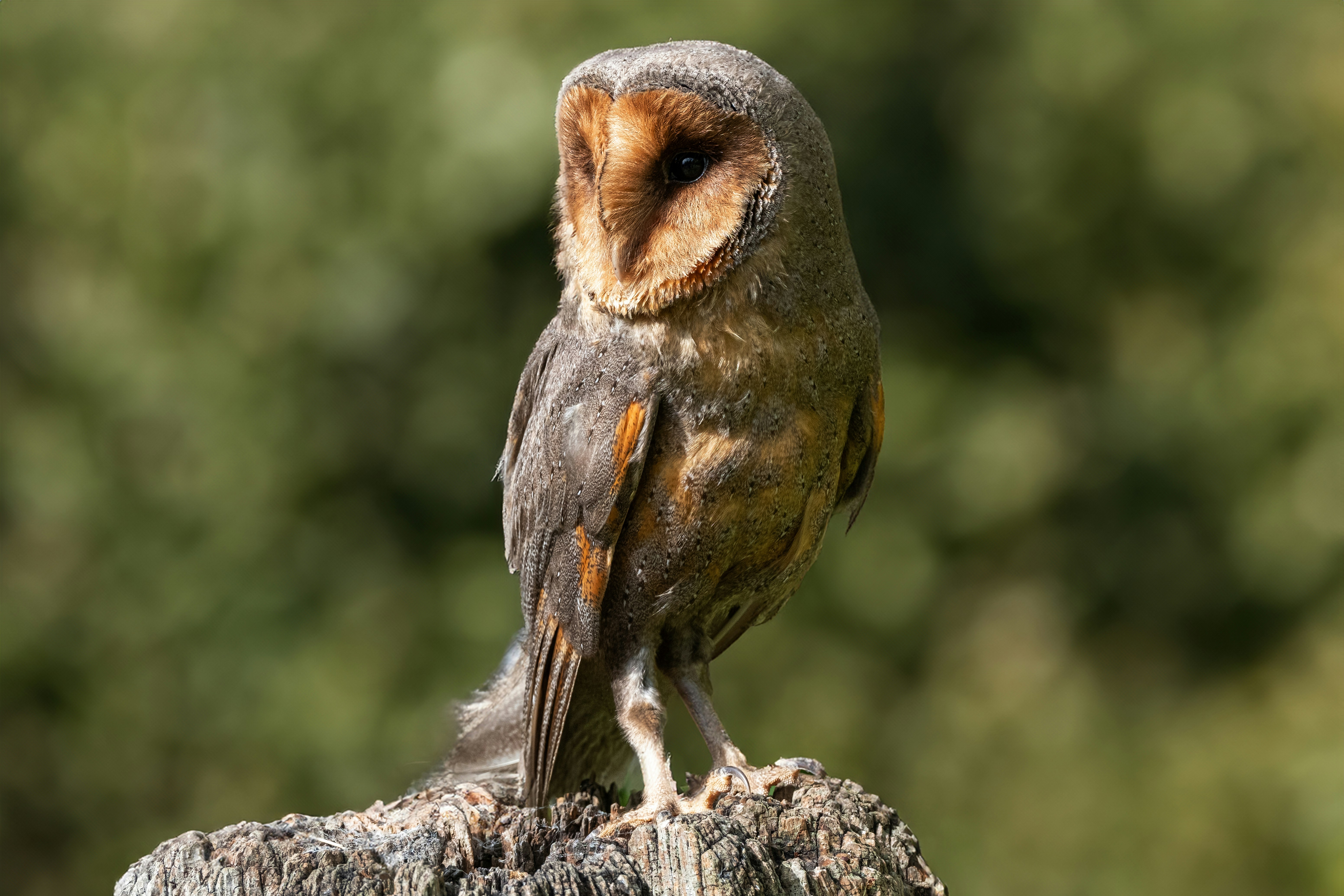 Un pequeño búho sentado en lo alto de un tocón de árbol foto – Imagen ...