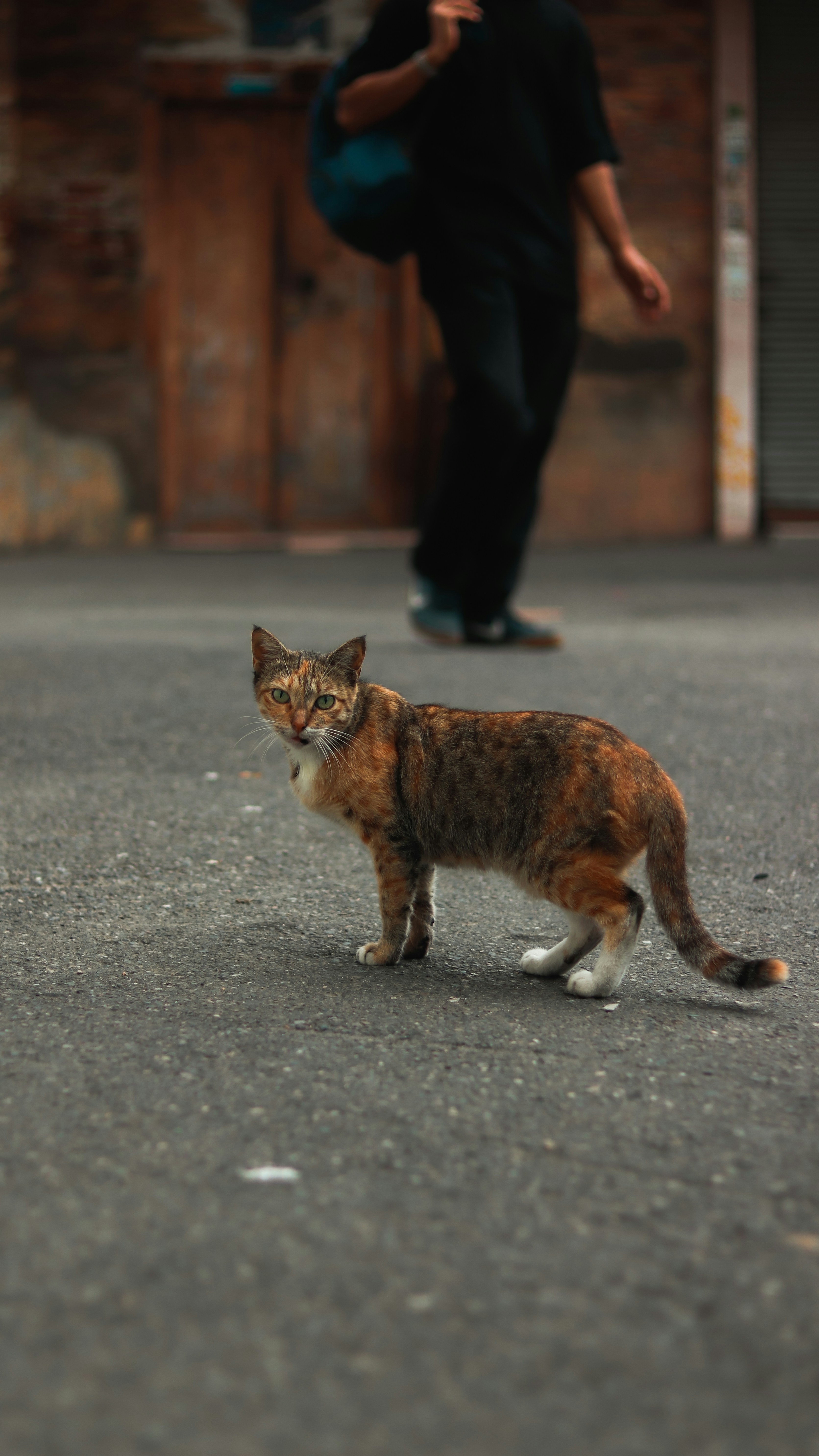 Calico in the Crosswalk: A Cat Pauses While the City Walks By
