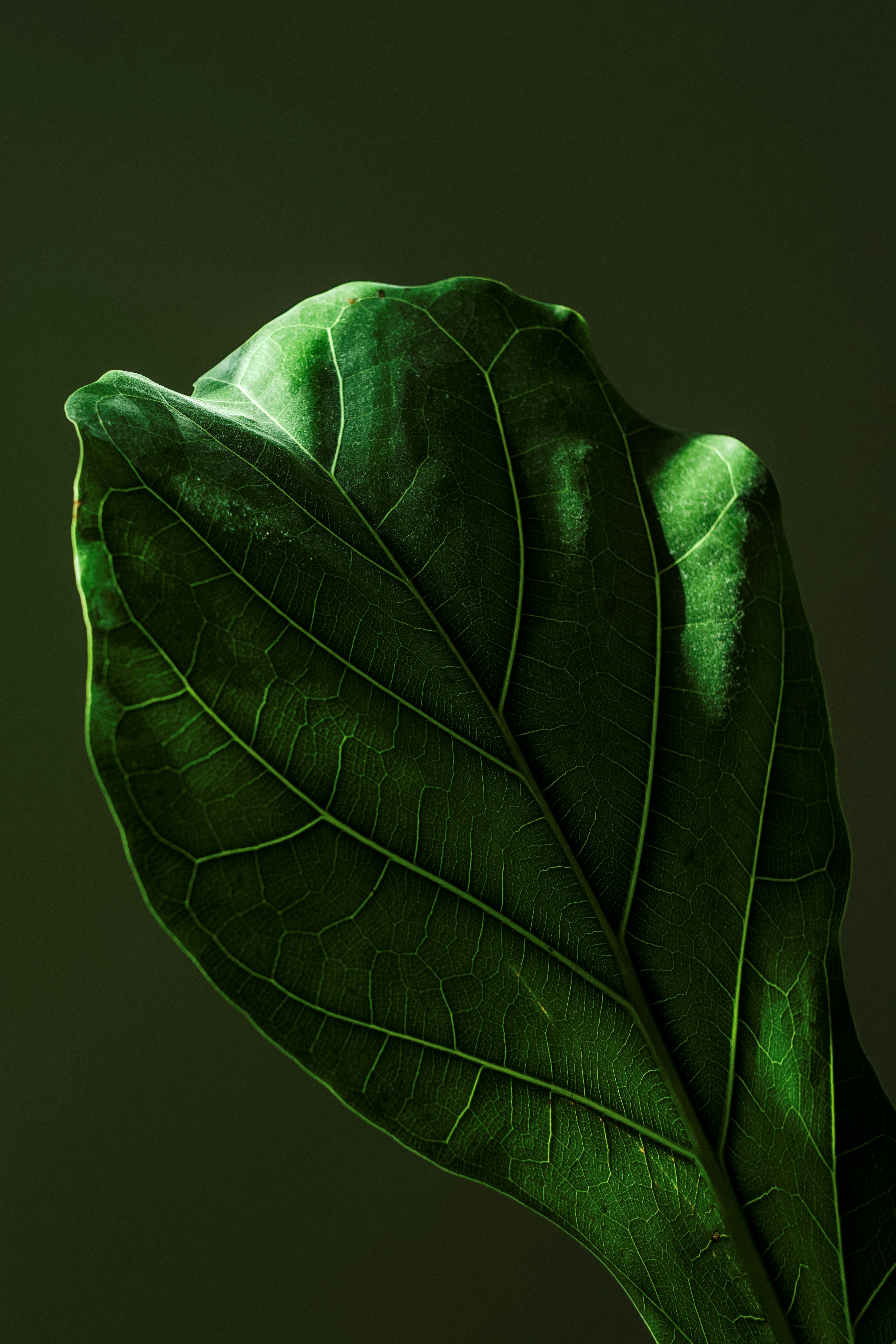 Emerald Vein Atlas: A Backlit Leaf Macro Study