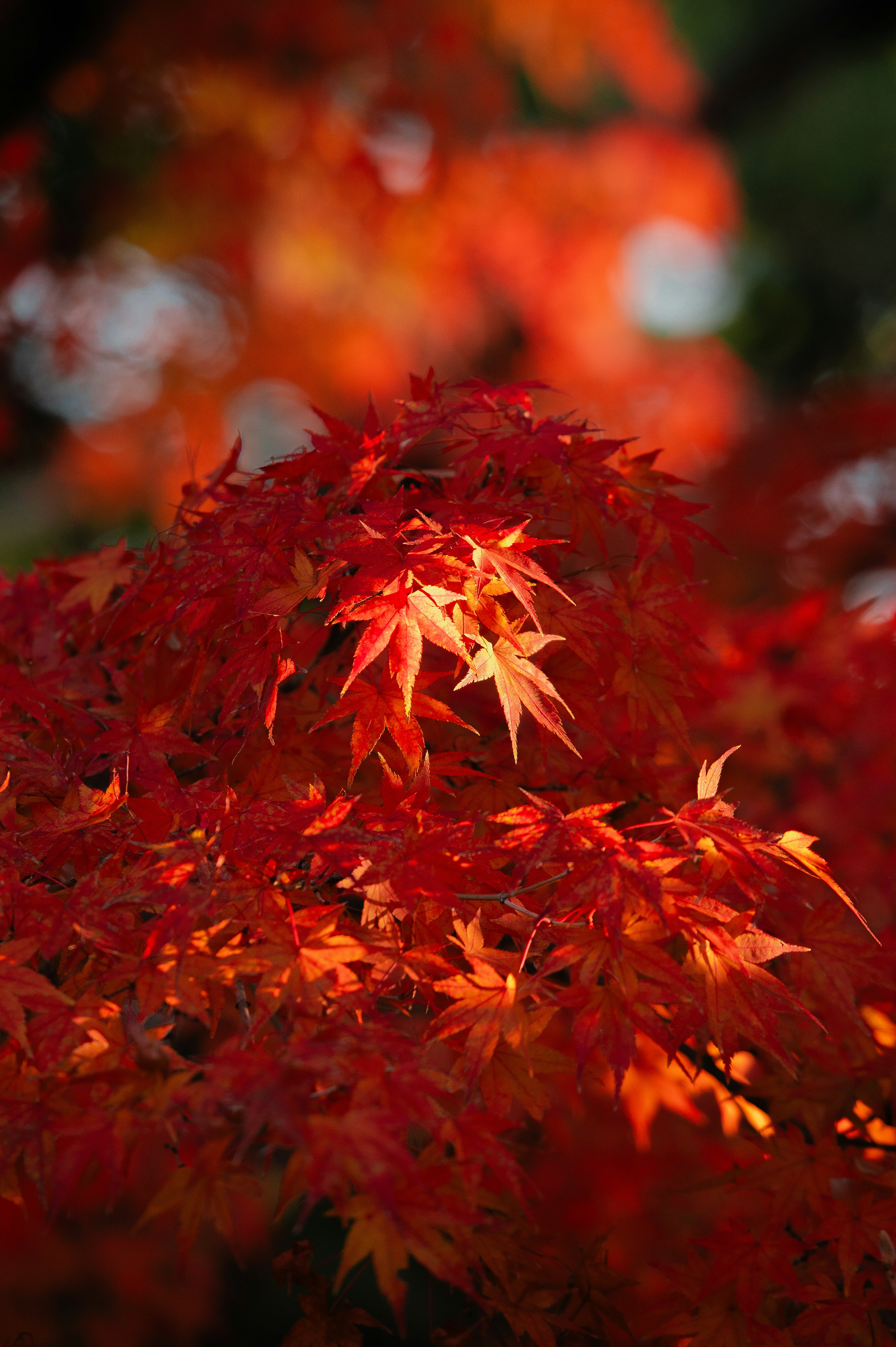 A tree that has red leaves on it photo – Free Tokyo Image on Unsplash