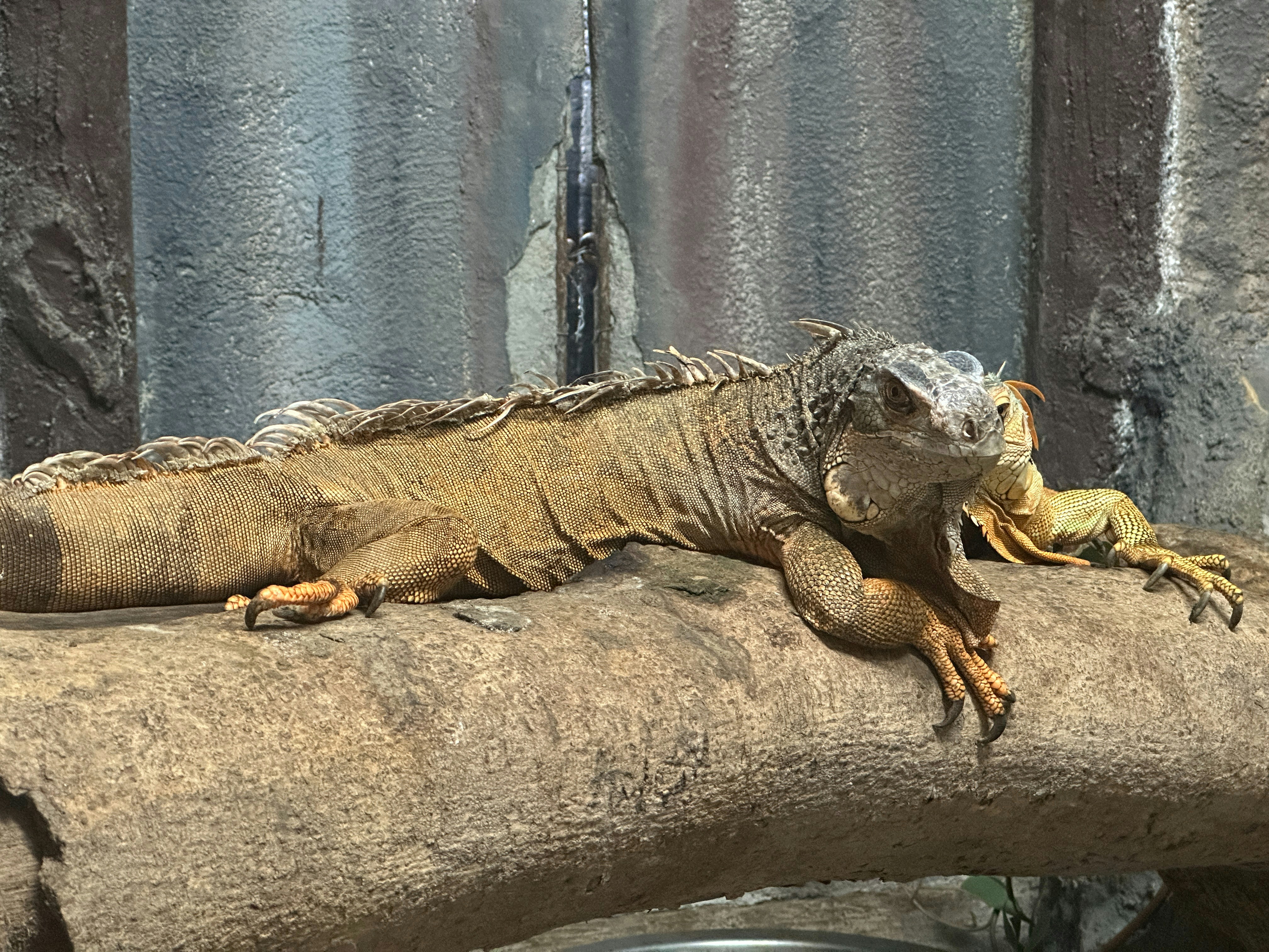Sun-Warmed Iguana Repose on Weathered Stone Rail
