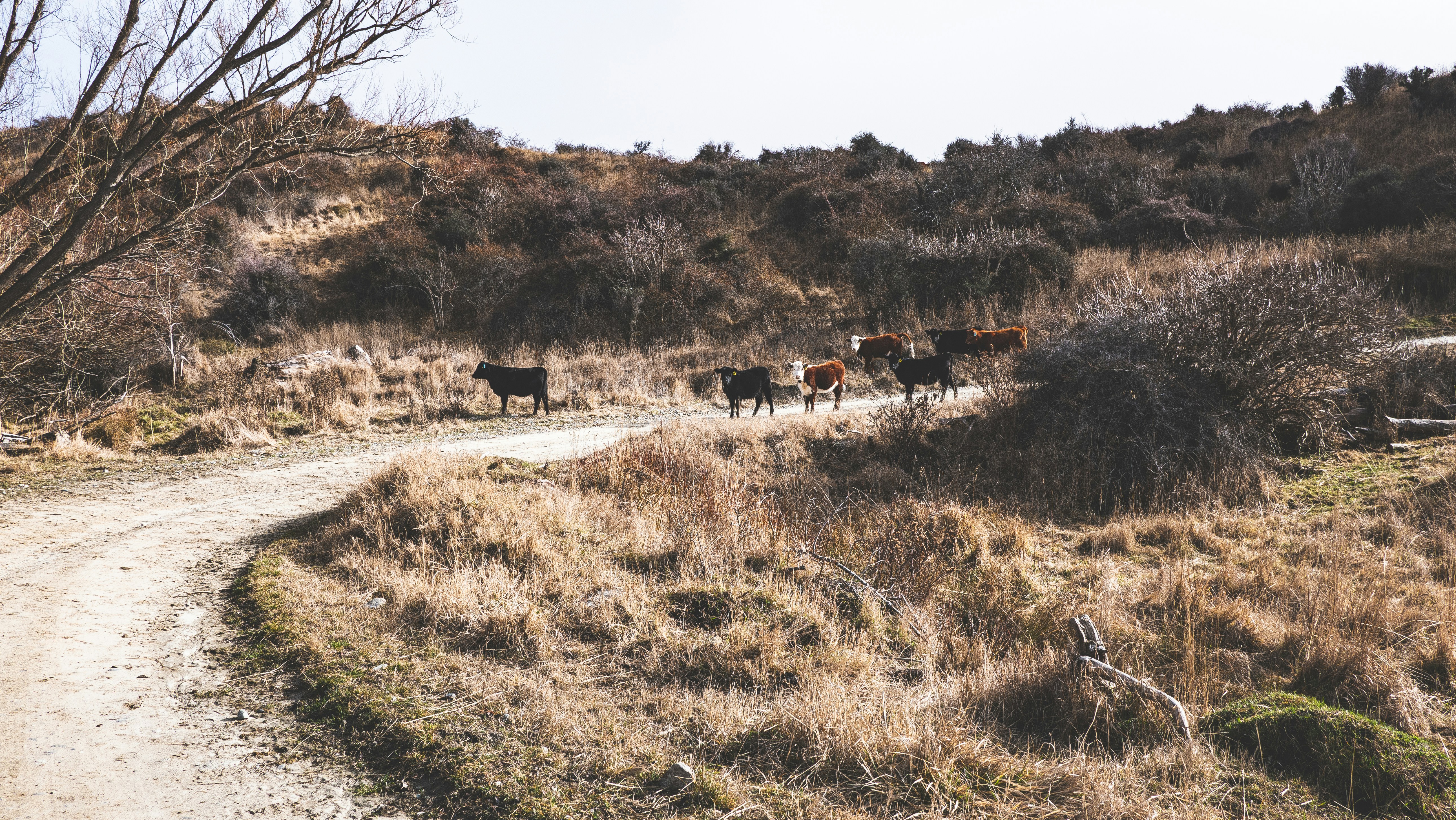 Herd on a Winding Moor Path in Dry Golden Light