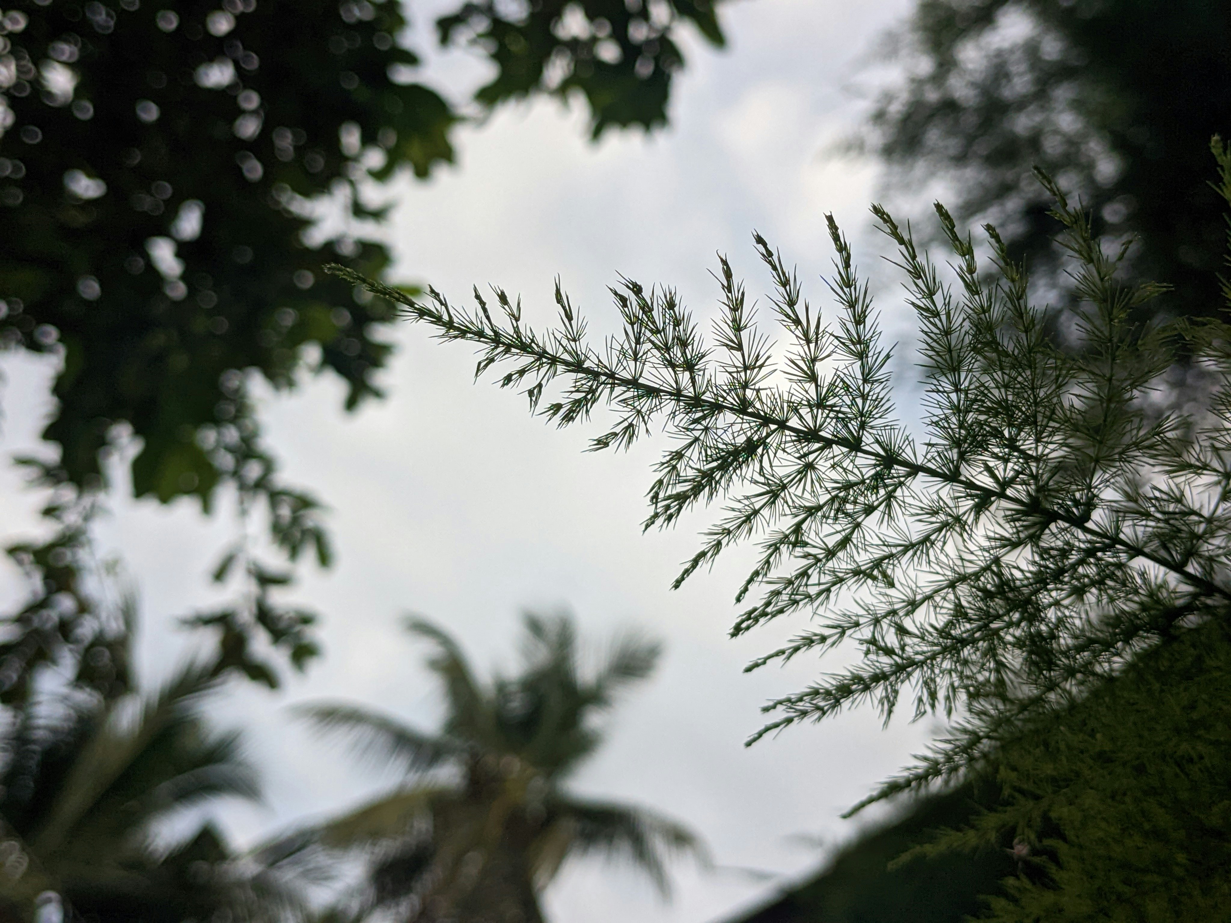 Whispers of Nature: A Leaf's Perspective