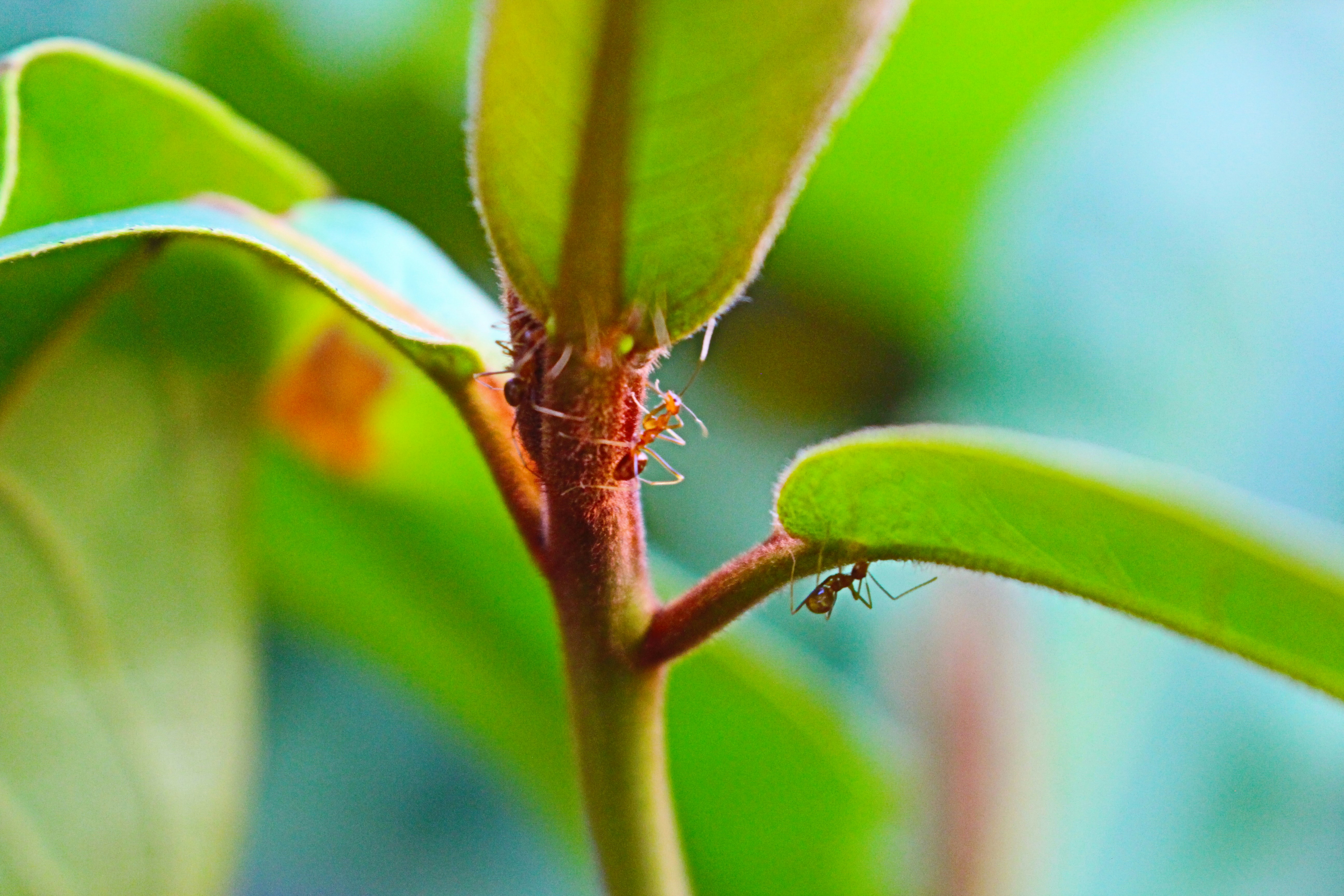 Micro Encounter on a Green Stem: A Tiny Insect Navigates the Node