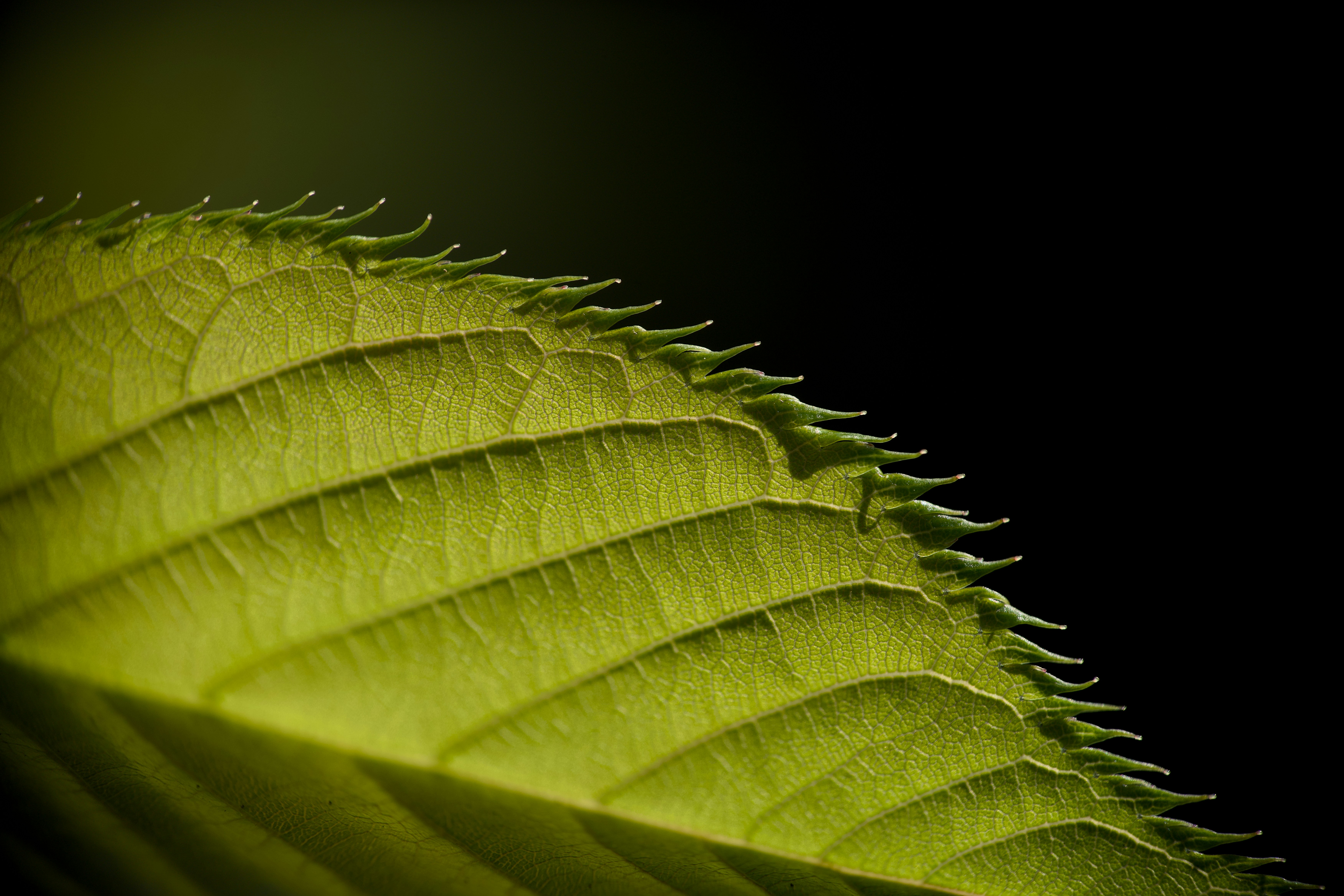 My first walk around the garden with a macro lens.