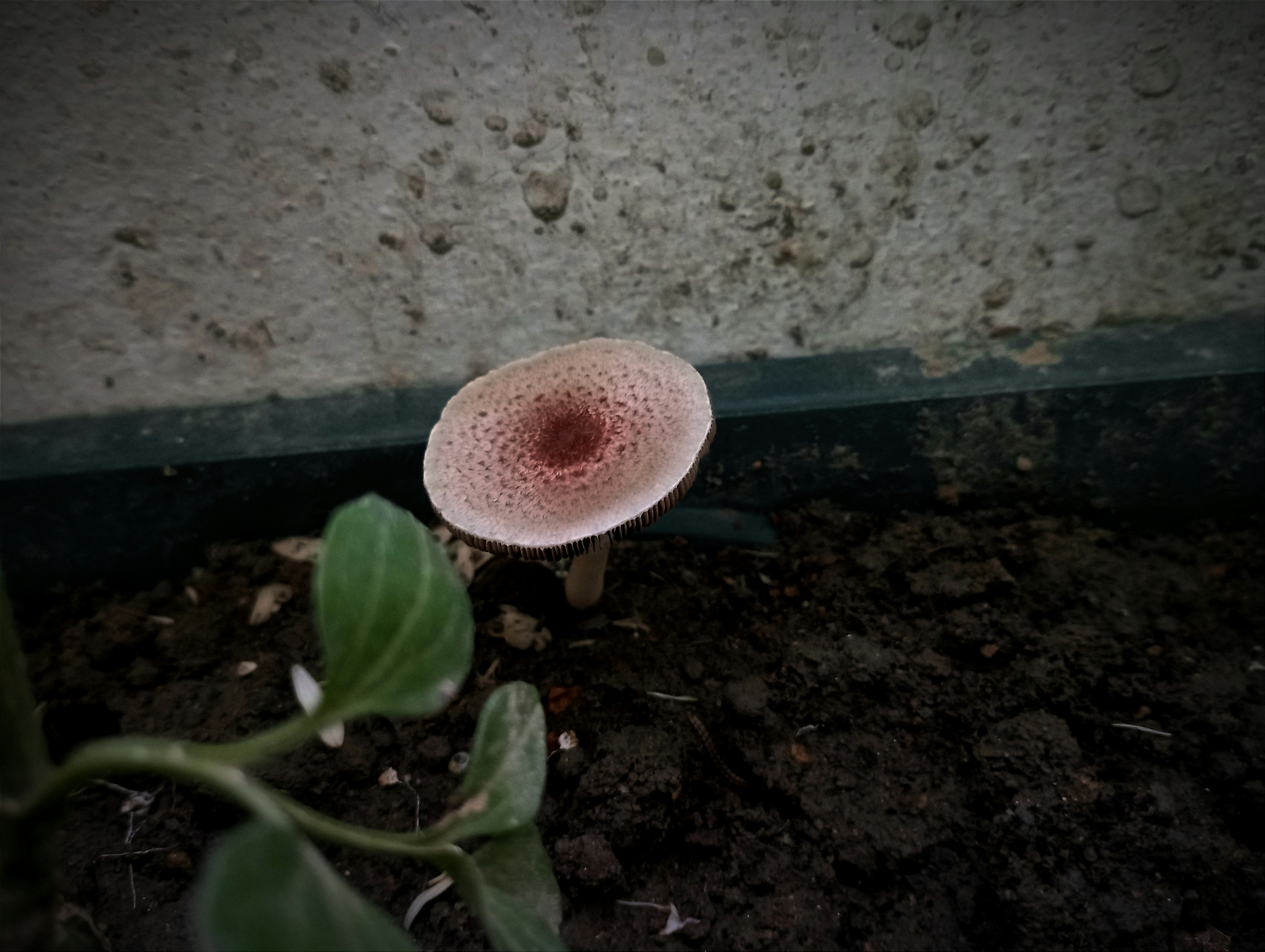 Close-up photograph of a pink-capped mushroom growing in dark soil beside a weathered concrete wall, with a green plant in the foreground.